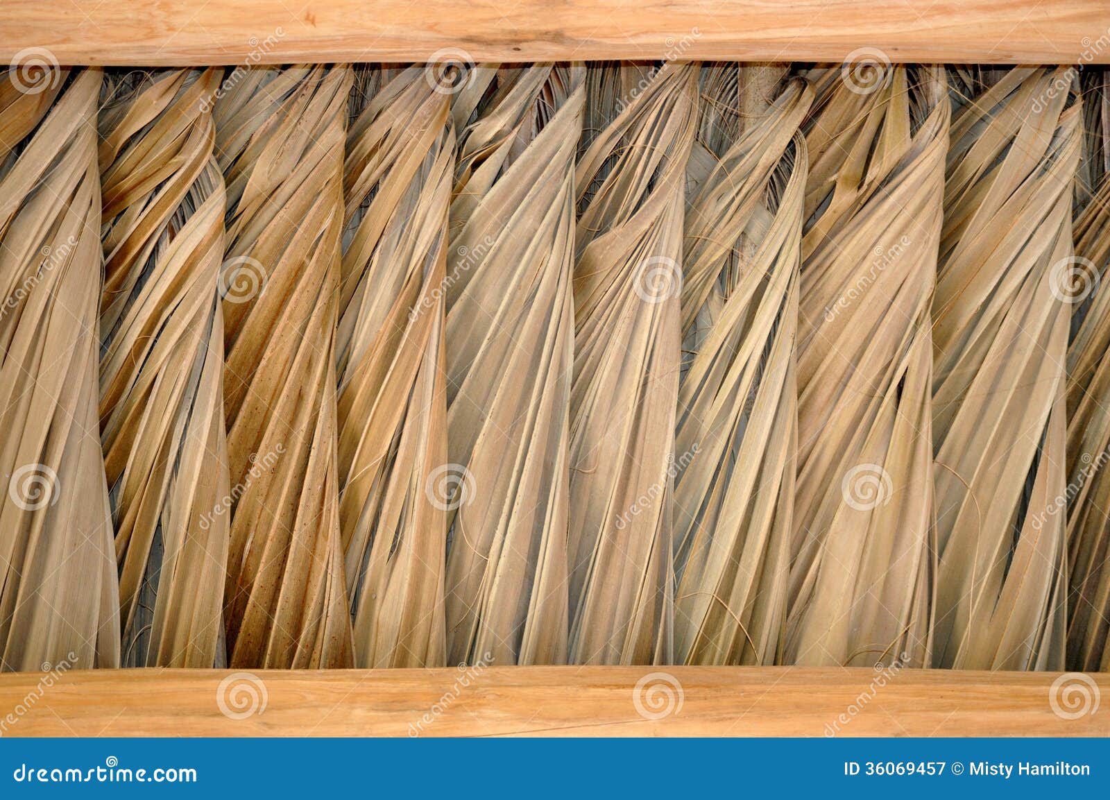 Natural Frame Structures