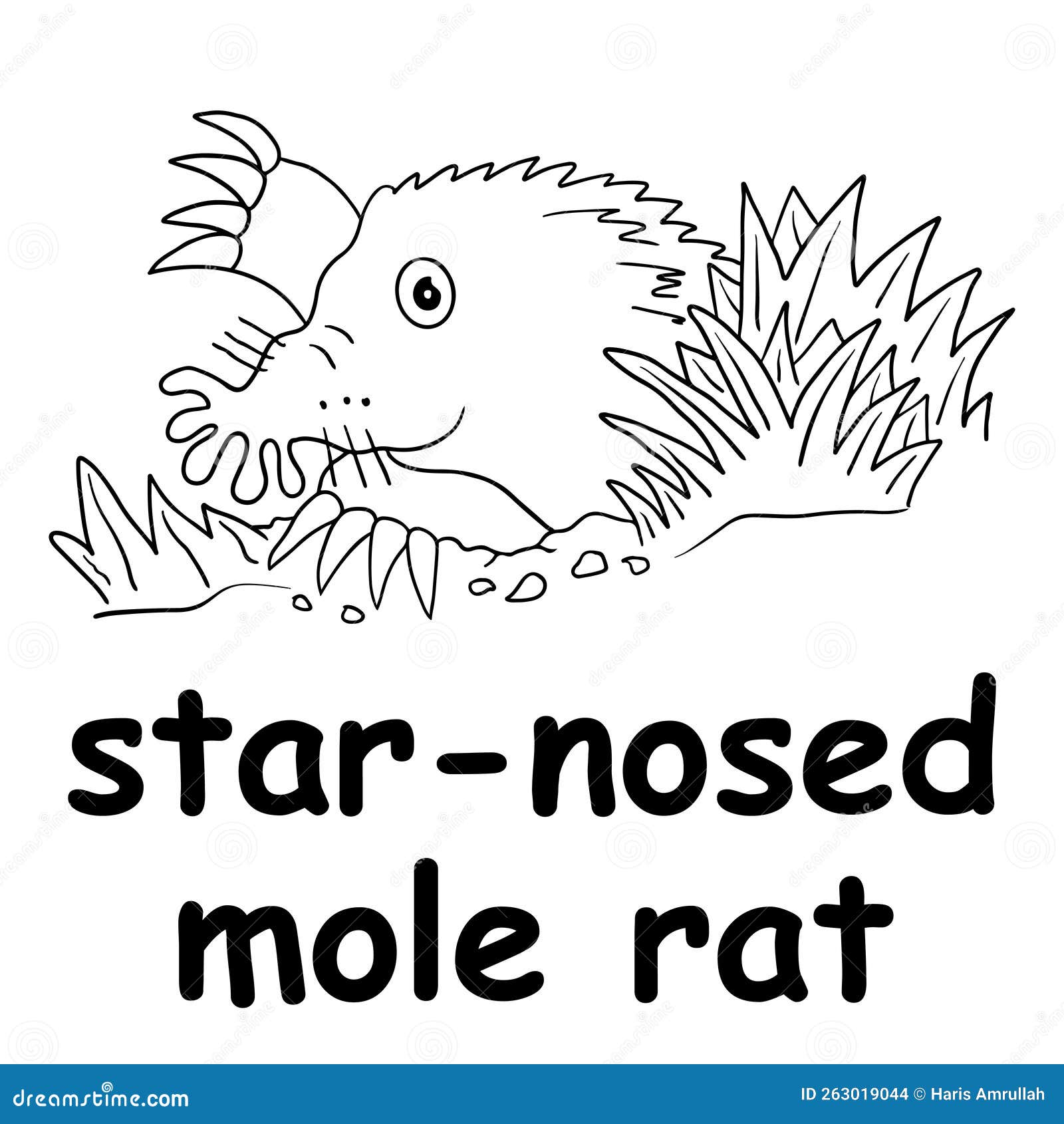Kids Line Illustration Coloring Star Nosed Mole Rat. Animal Outline ...