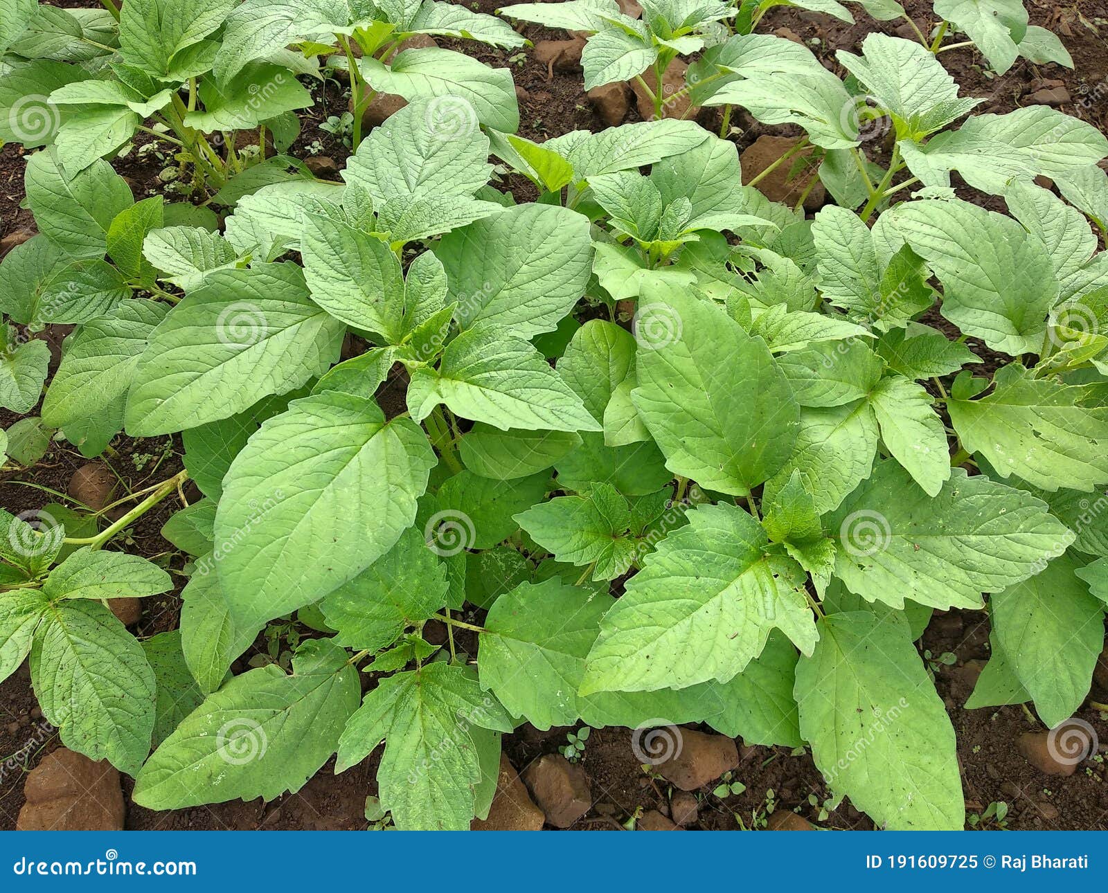 Til Plant Casually Known As Tilli Plant Stock Image - Image of tilli ...