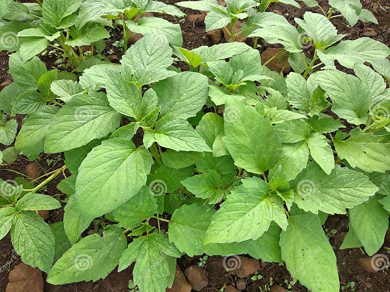 Til Plant Casually Known As Tilli Plant Stock Image - Image of tilli ...