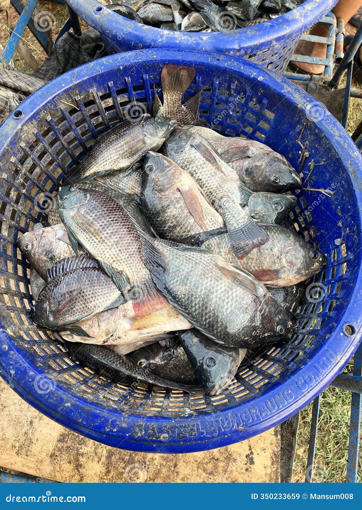 Tilapia fish in the basket stock image. Image of market - 350233659