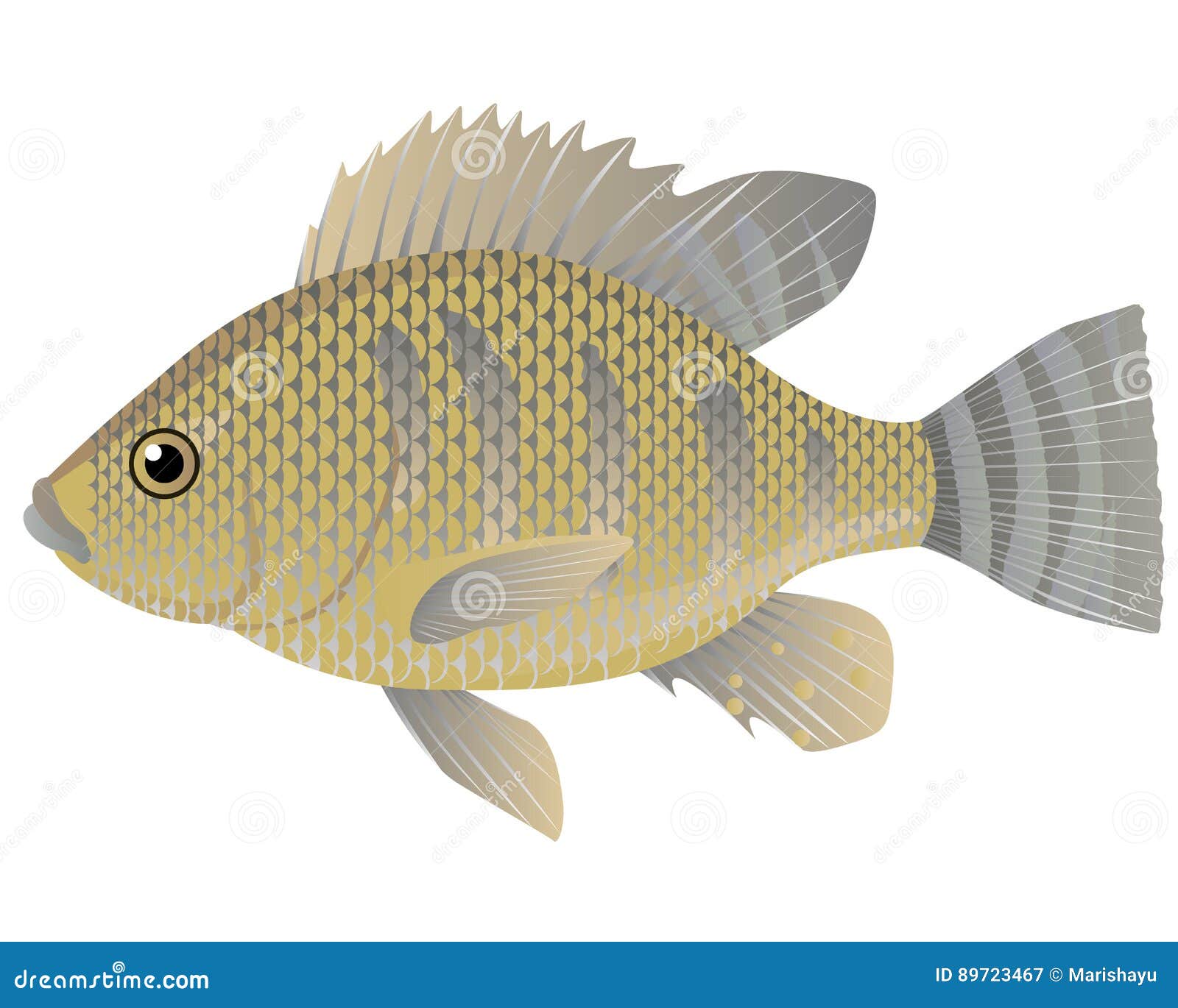 Tilapia stock vector. Illustration of fishing, tilapia - 89723467