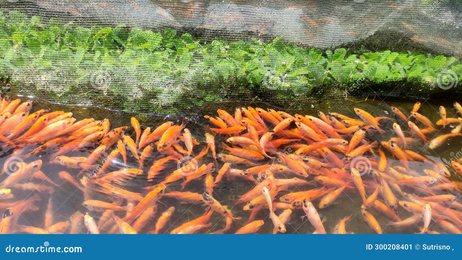 Tilapia Fish on the Edge of the Pond Stock Image - Image of harvest ...