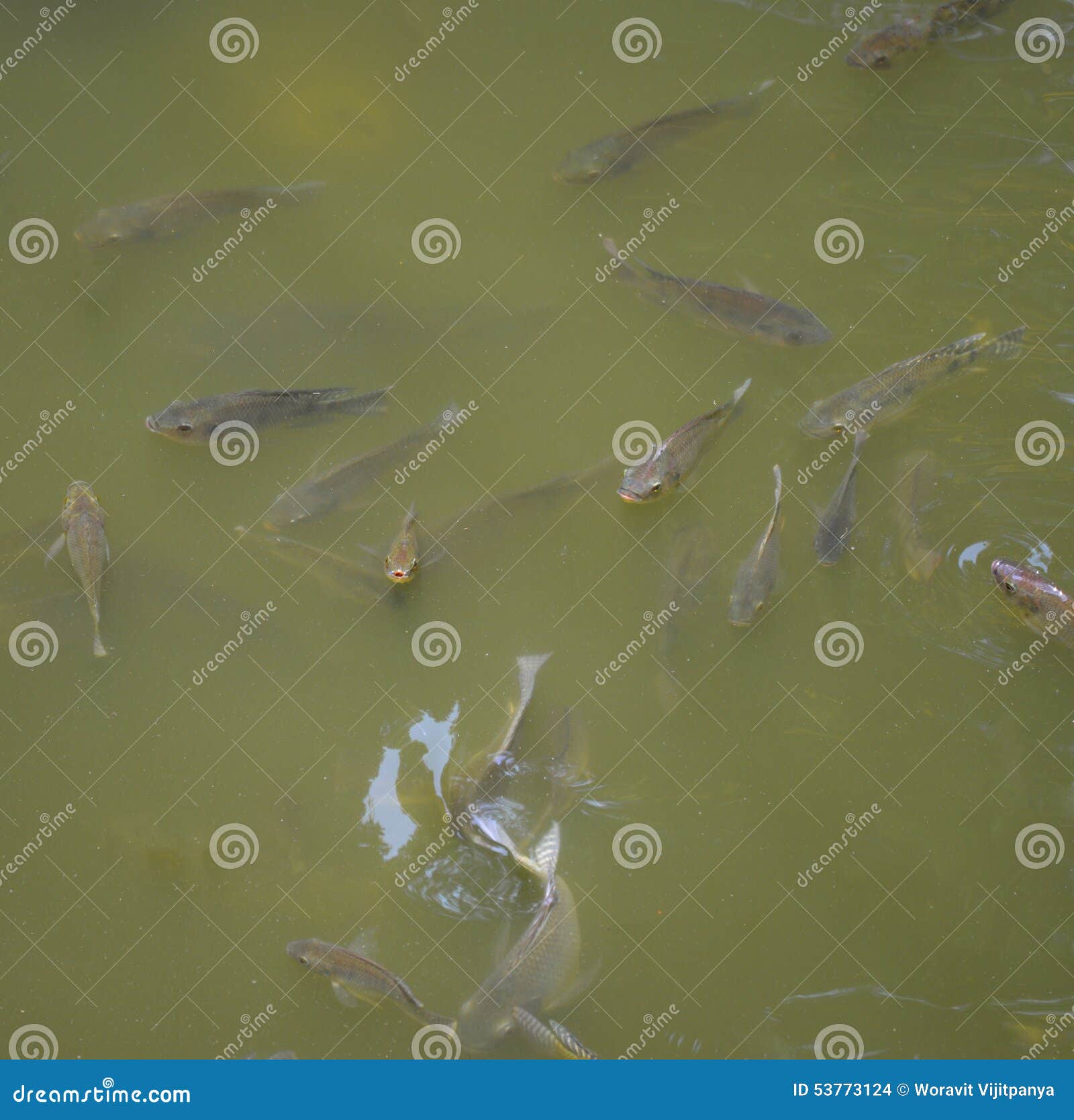 Tilapia fish farm stock photo. Image of cichlid, feeding - 53773124