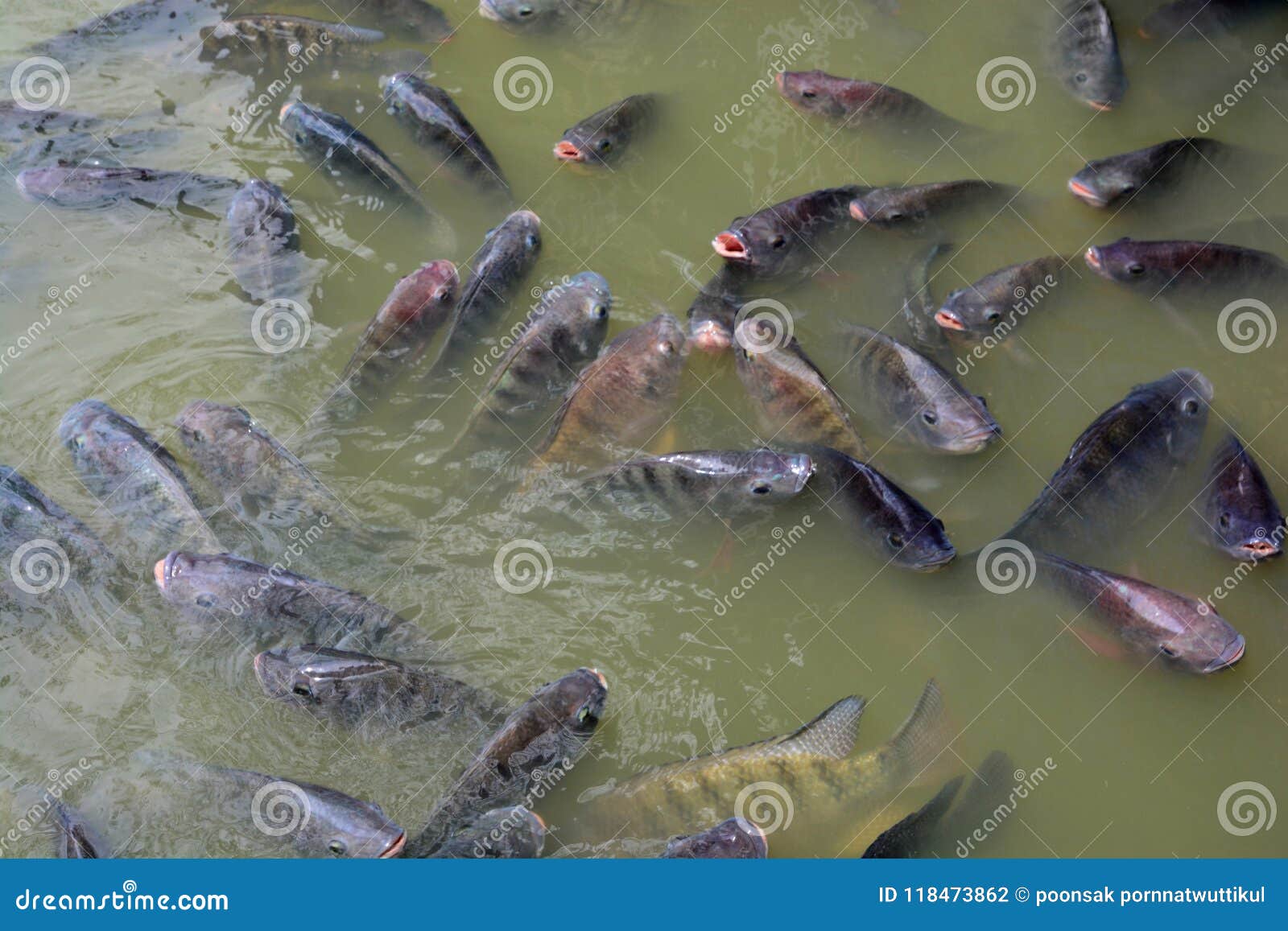 Tilapia Fish in farm stock photo. Image of cichlidae - 118473862