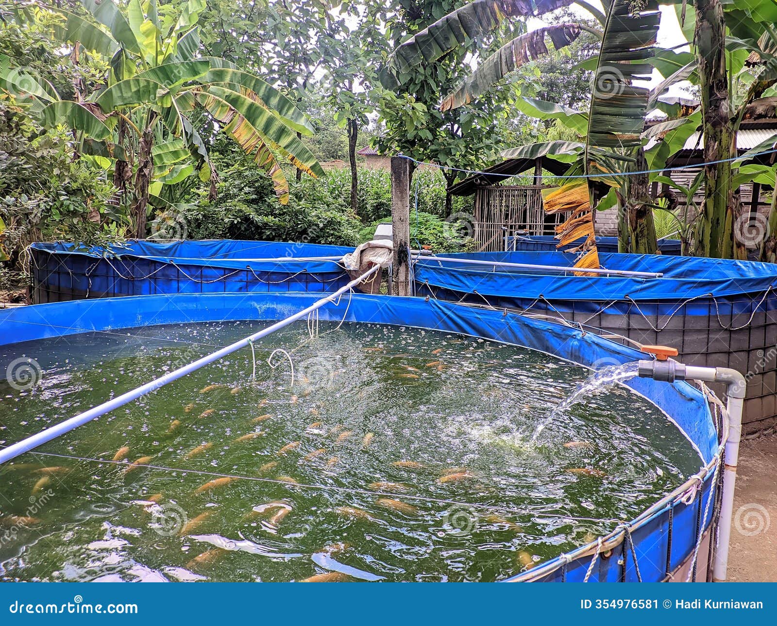 Tilapia fish farming stock image. Image of farming, farm - 354976581