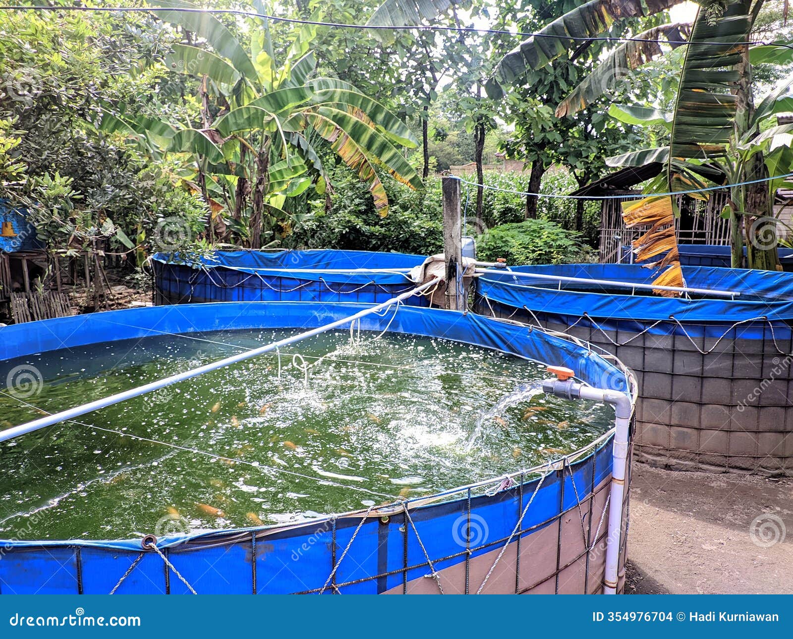 Tilapia fish farming stock photo. Image of waterway - 354976704