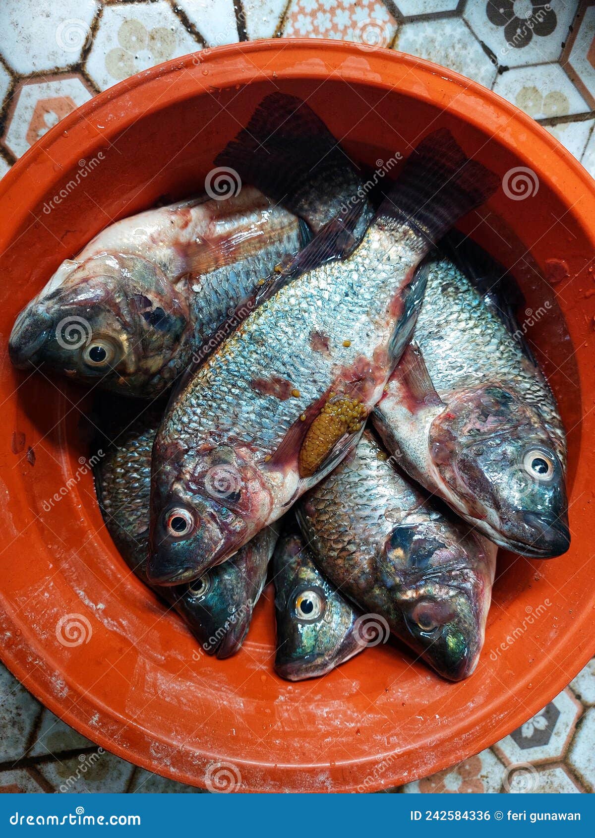 Tilapia Fish from Fishing in Ponds. Stock Photo - Image of tilapia ...