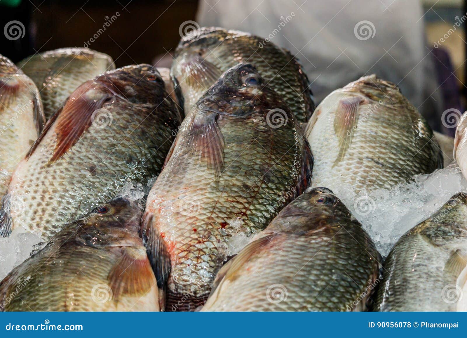 Tilapia Fish Fresh in Ice Sell on Market. Stock Photo - Image of market ...