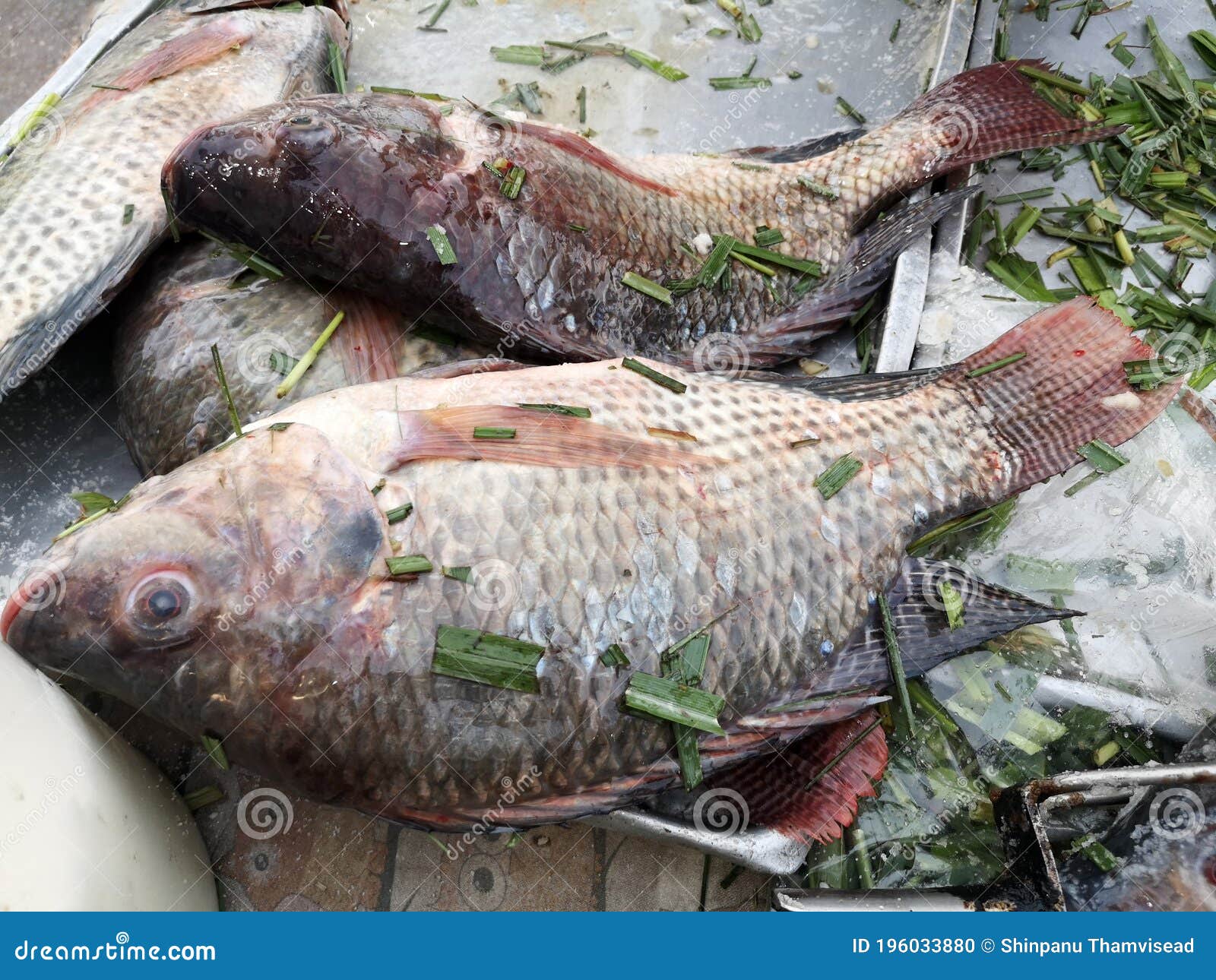 Coal Turtle Or Red-footed Turtle Chelonoidis Carbonaria - Type Of Land ...