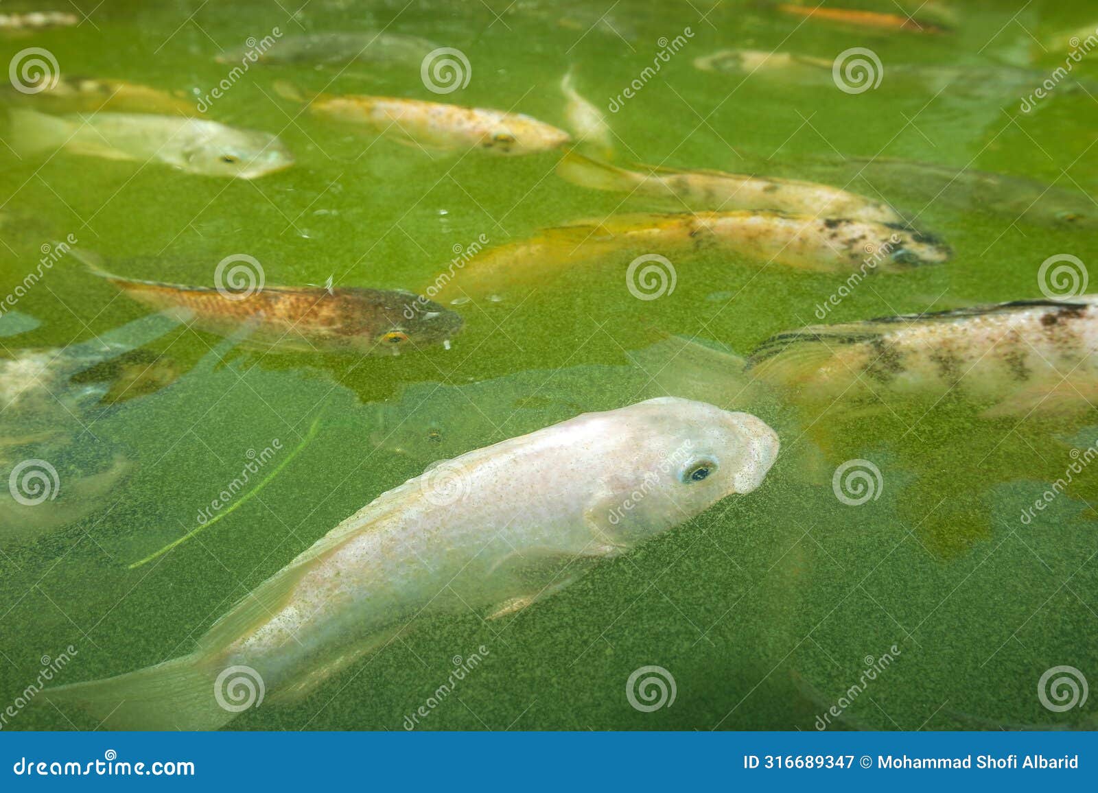 Tilapia Fish Ikan Nila in the Pnd Farm Stock Image - Image of fish ...