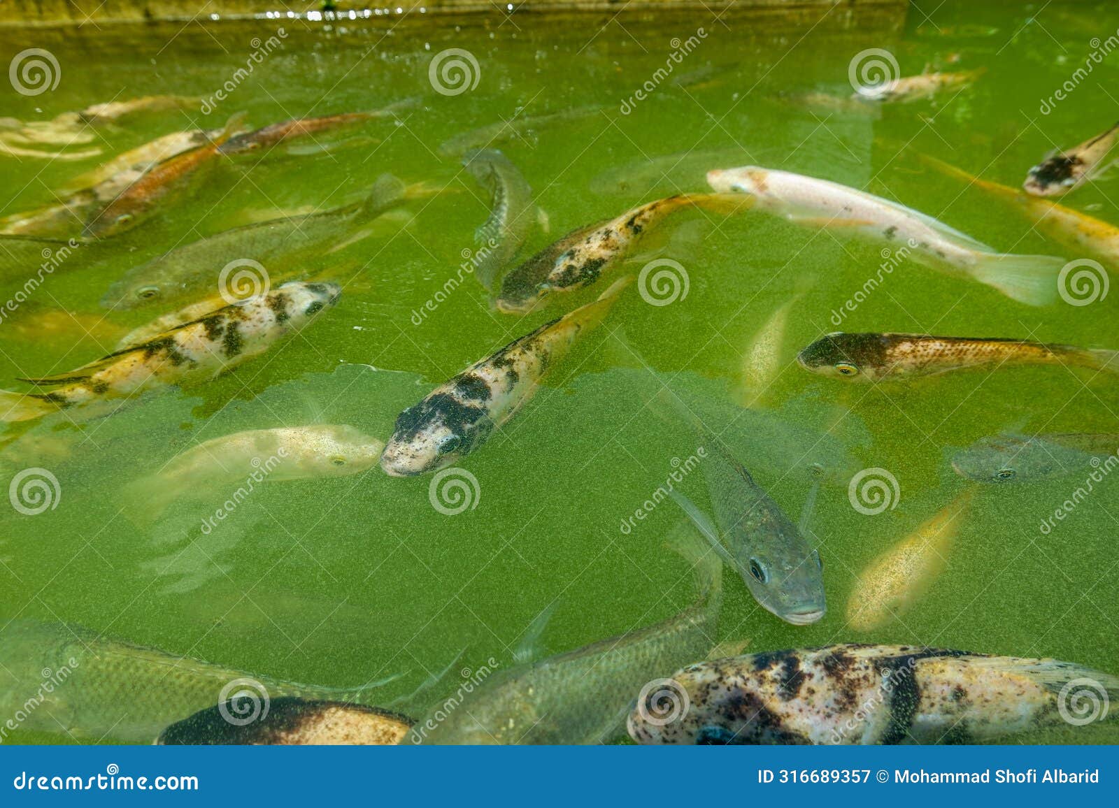 Tilapia Fish Ikan Nila in the Pnd Farm Stock Image - Image of fish ...