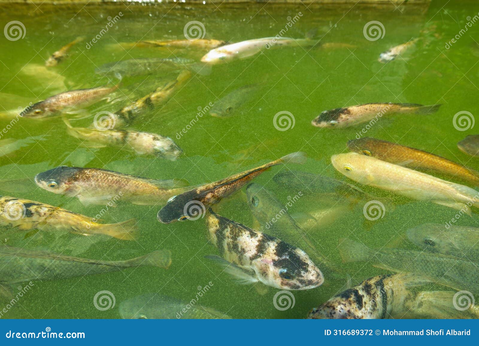 Tilapia Fish Ikan Nila in the Pnd Farm Stock Photo - Image of message ...
