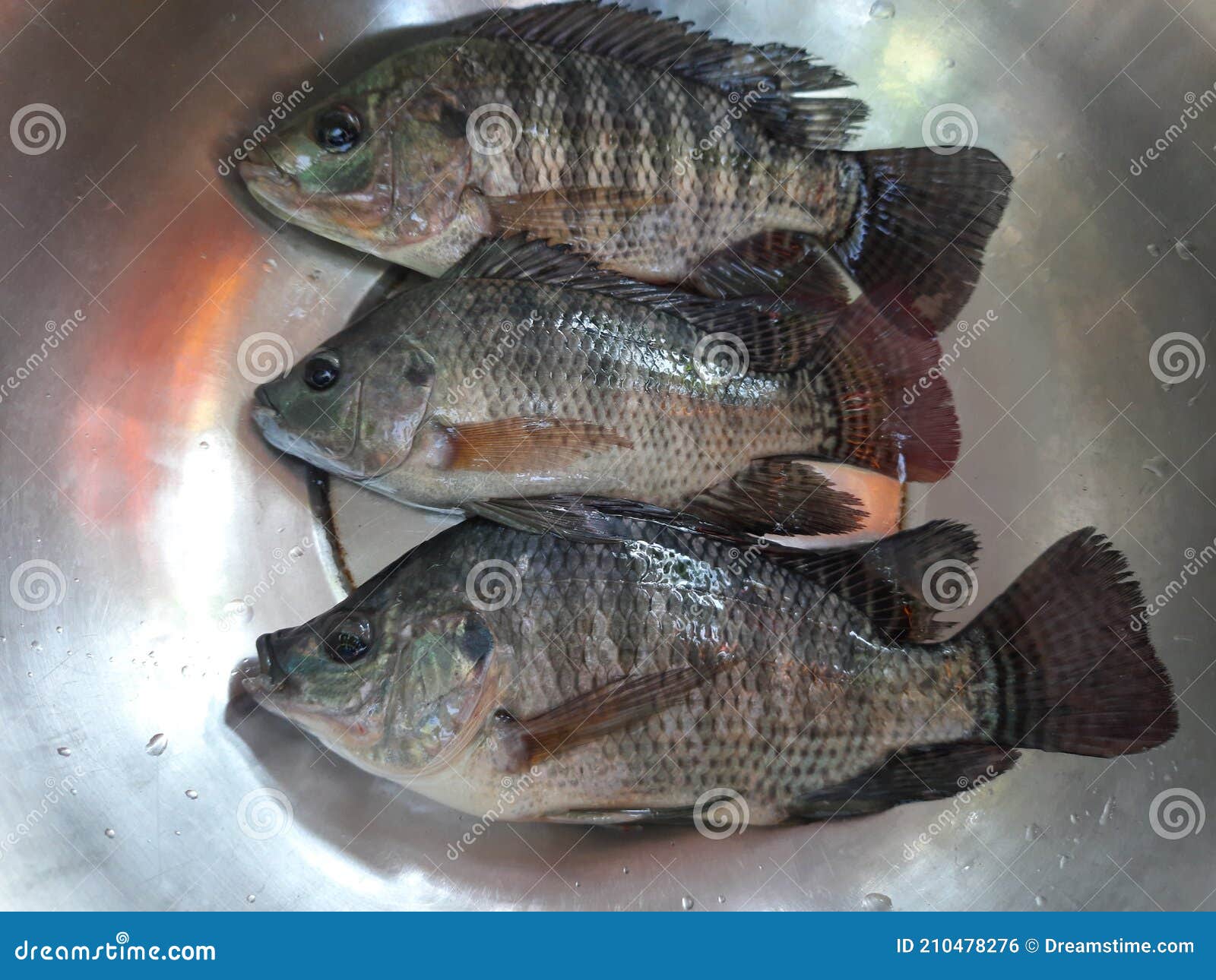 Tilapia Fish Image in Big Pot, Background Blur Stock Photo - Image of ...