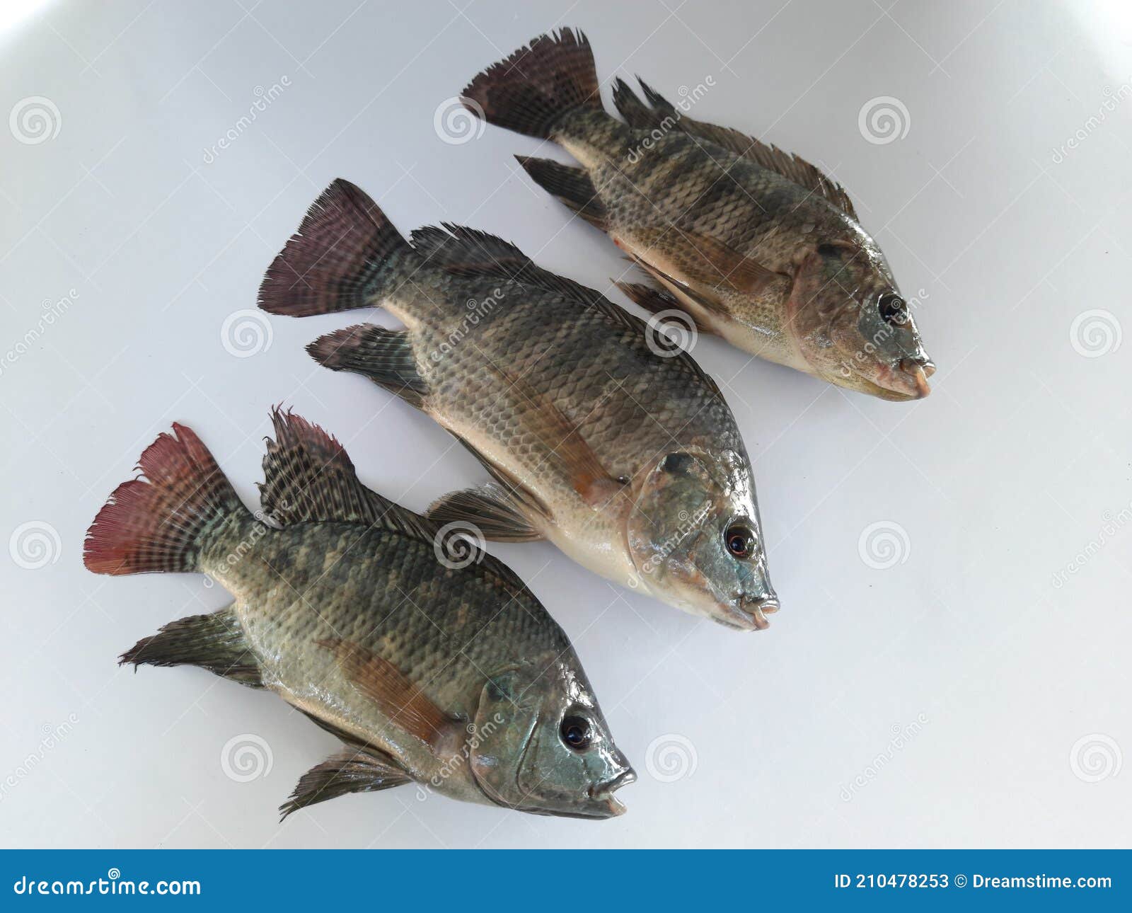Tilapia Fish Image in Big Pot, Background Blur Stock Image - Image of ...