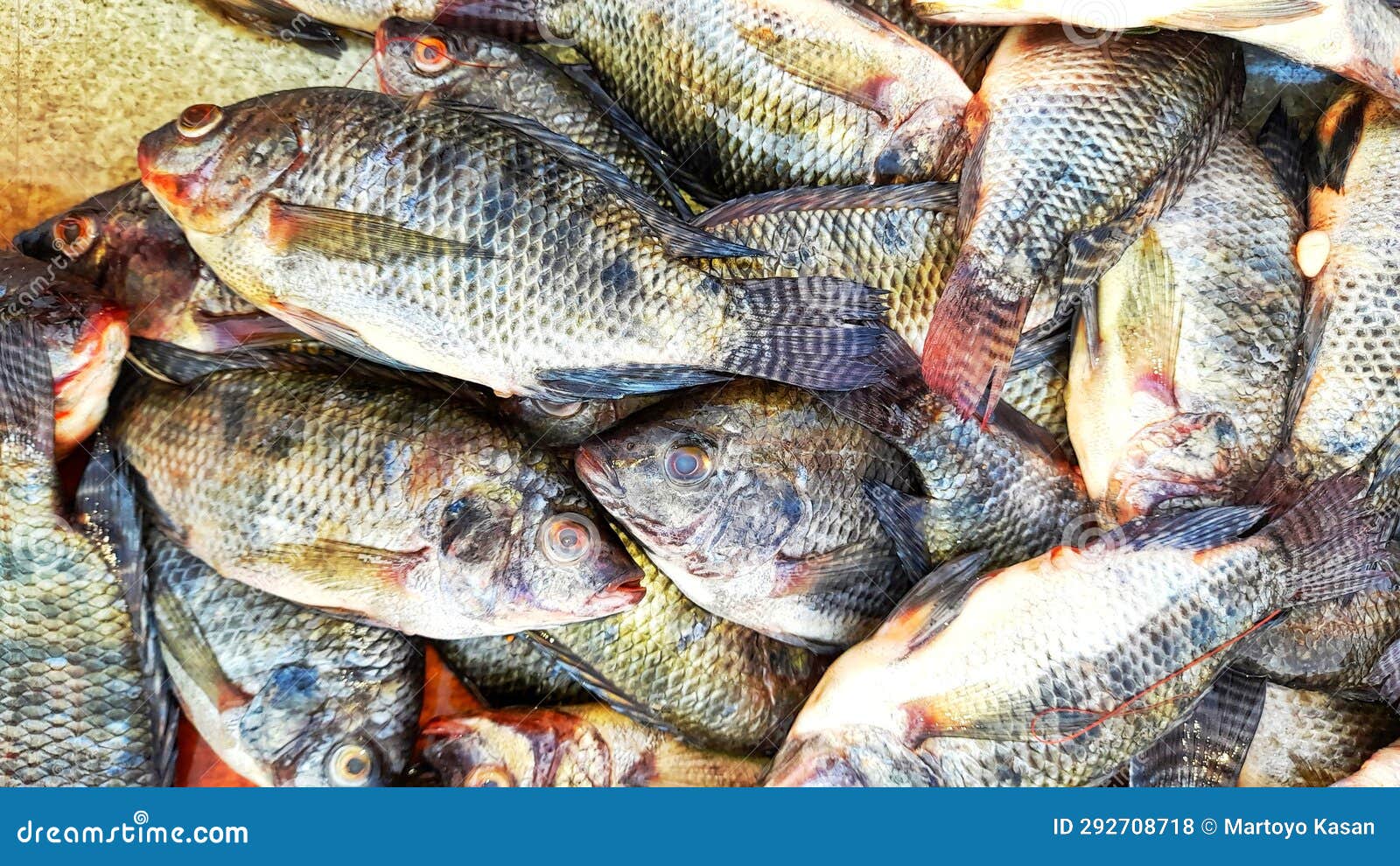 Tilapia Fish in Local Market Saudi Arabia Stock Photo - Image of market ...