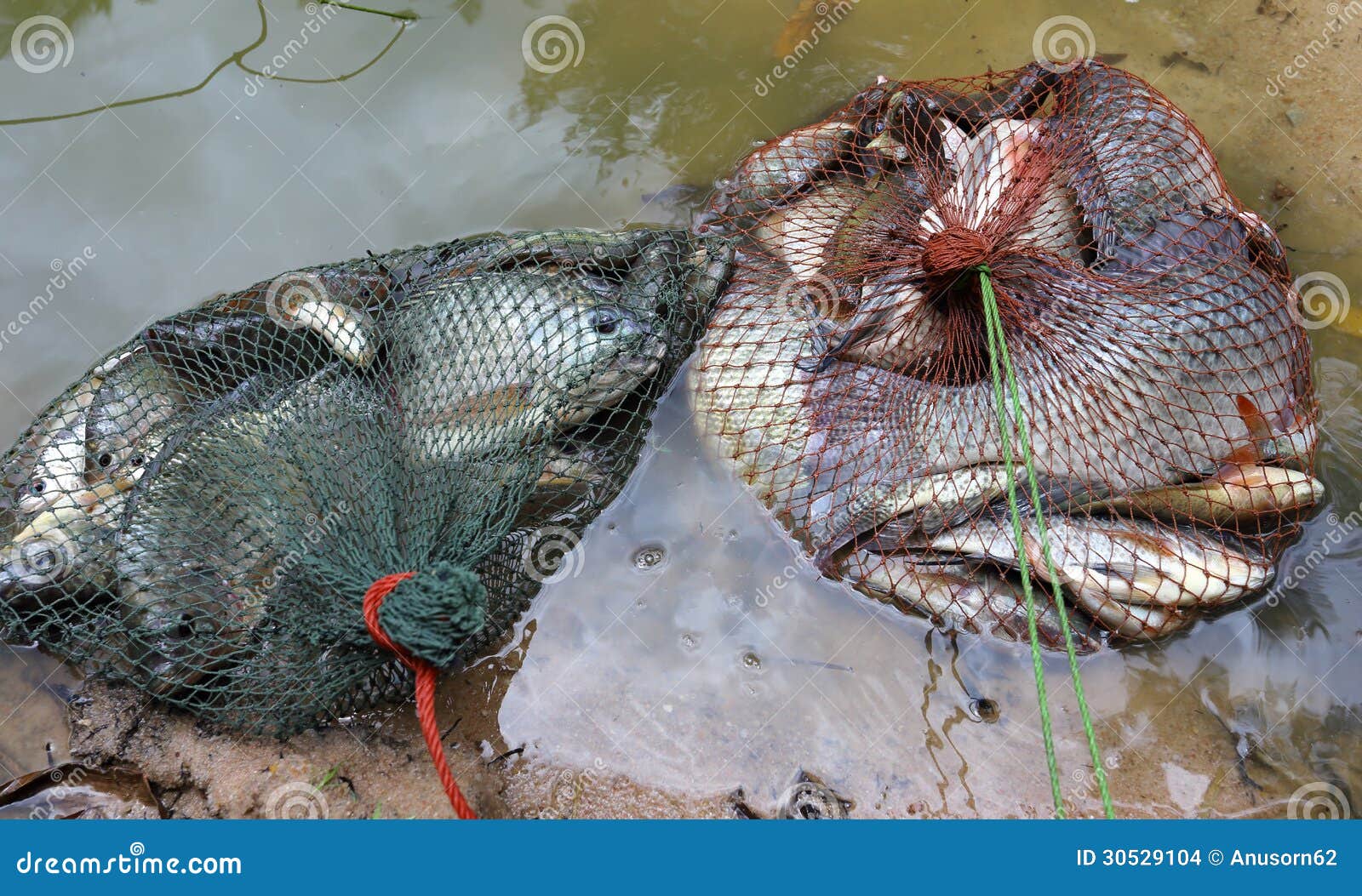 Tilapia fish stock photo. Image of tilapia, blue, live - 30529104