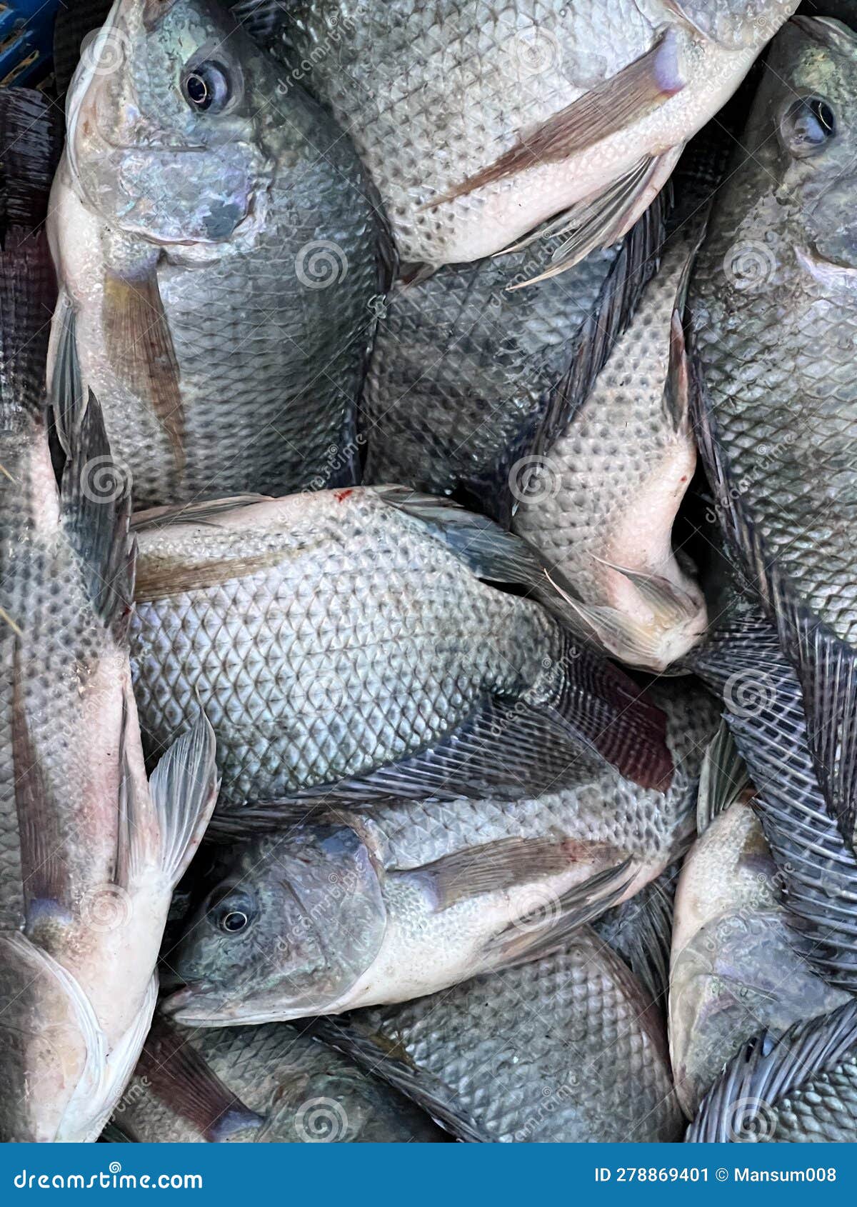 Tilapia Fish in Plastic Basket Stock Image - Image of tasty, freshness ...