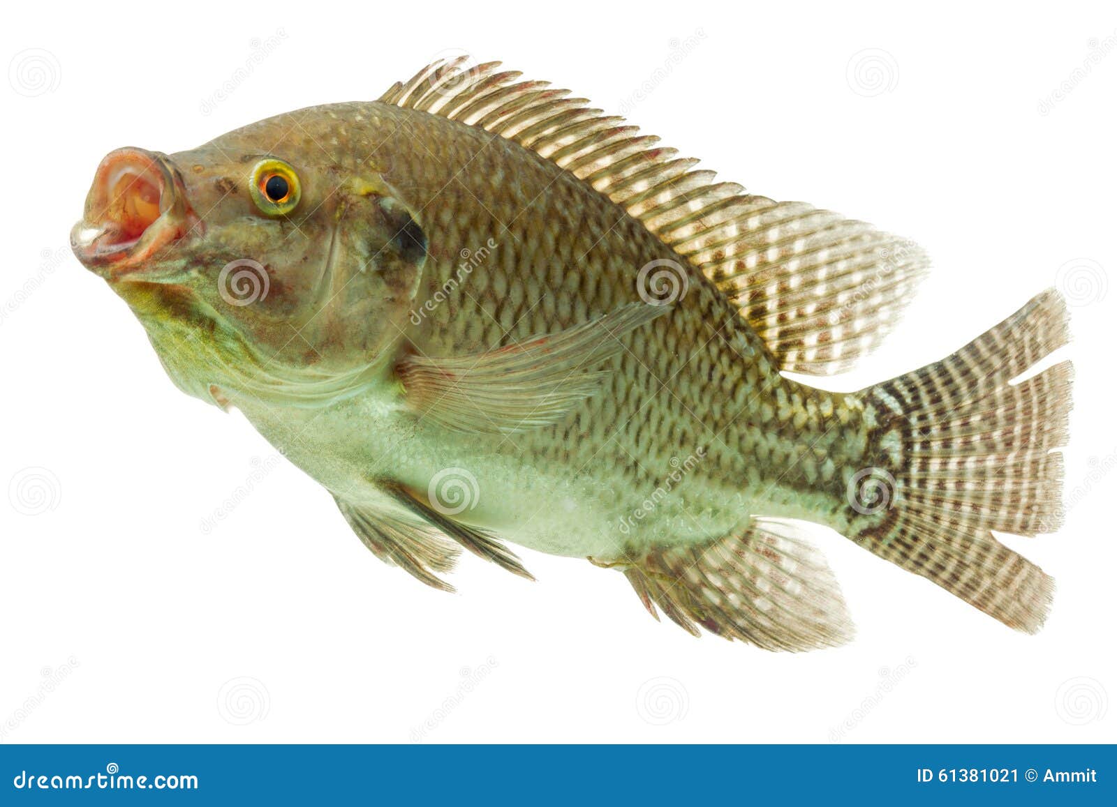 Tilapia Fish Profile stock image. Image of spot, aquaculture - 61381021