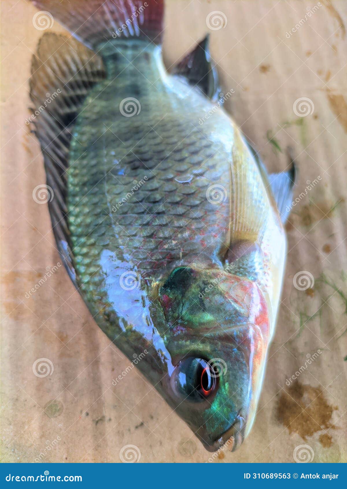 Tilapia Fish with Red Tail from Indonesian Lake Stock Image - Image of ...