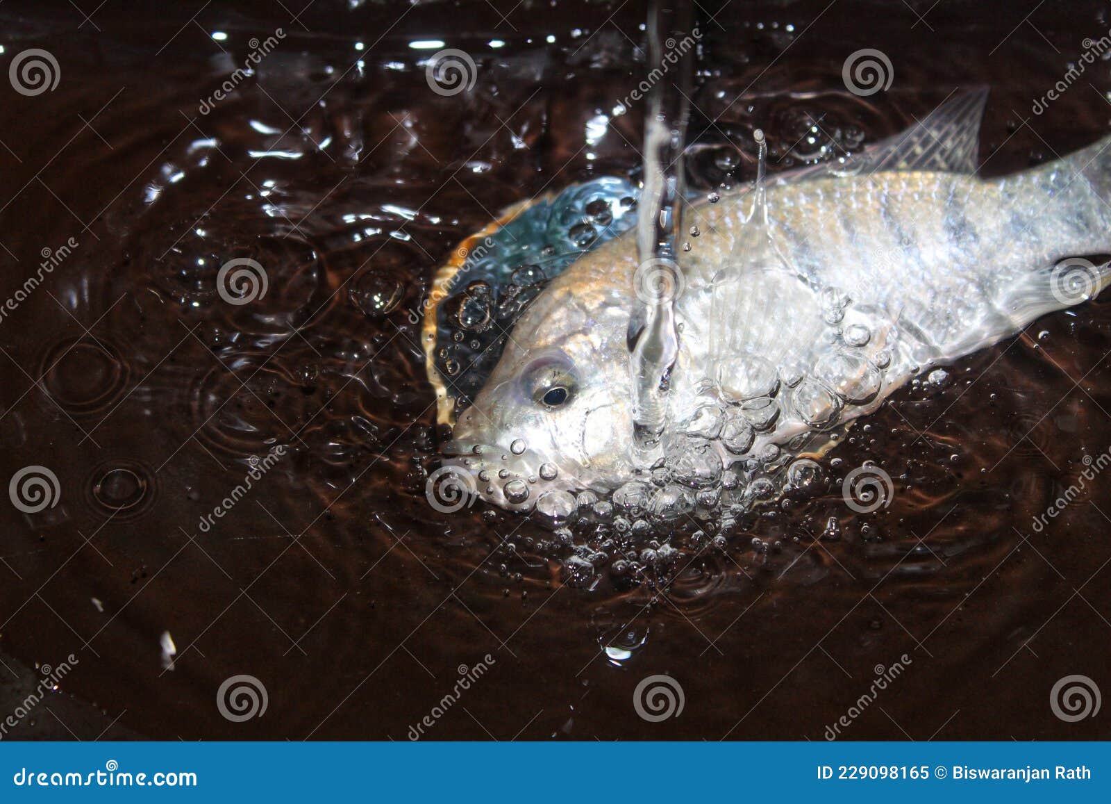 Tilapia Fish in Water in a Sink Wwash Basin with Water Pouring on it ...