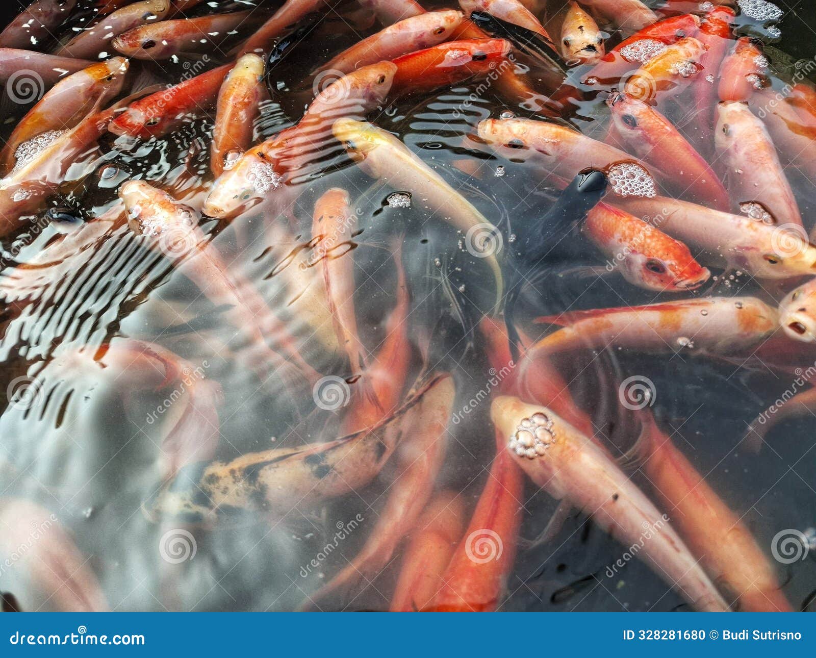 Tilapia Fish Young for Fish Ponds Stock Photo - Image of young, fish ...