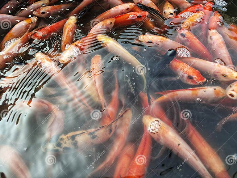 Tilapia Fish Young for Fish Ponds Stock Photo - Image of young, fish ...