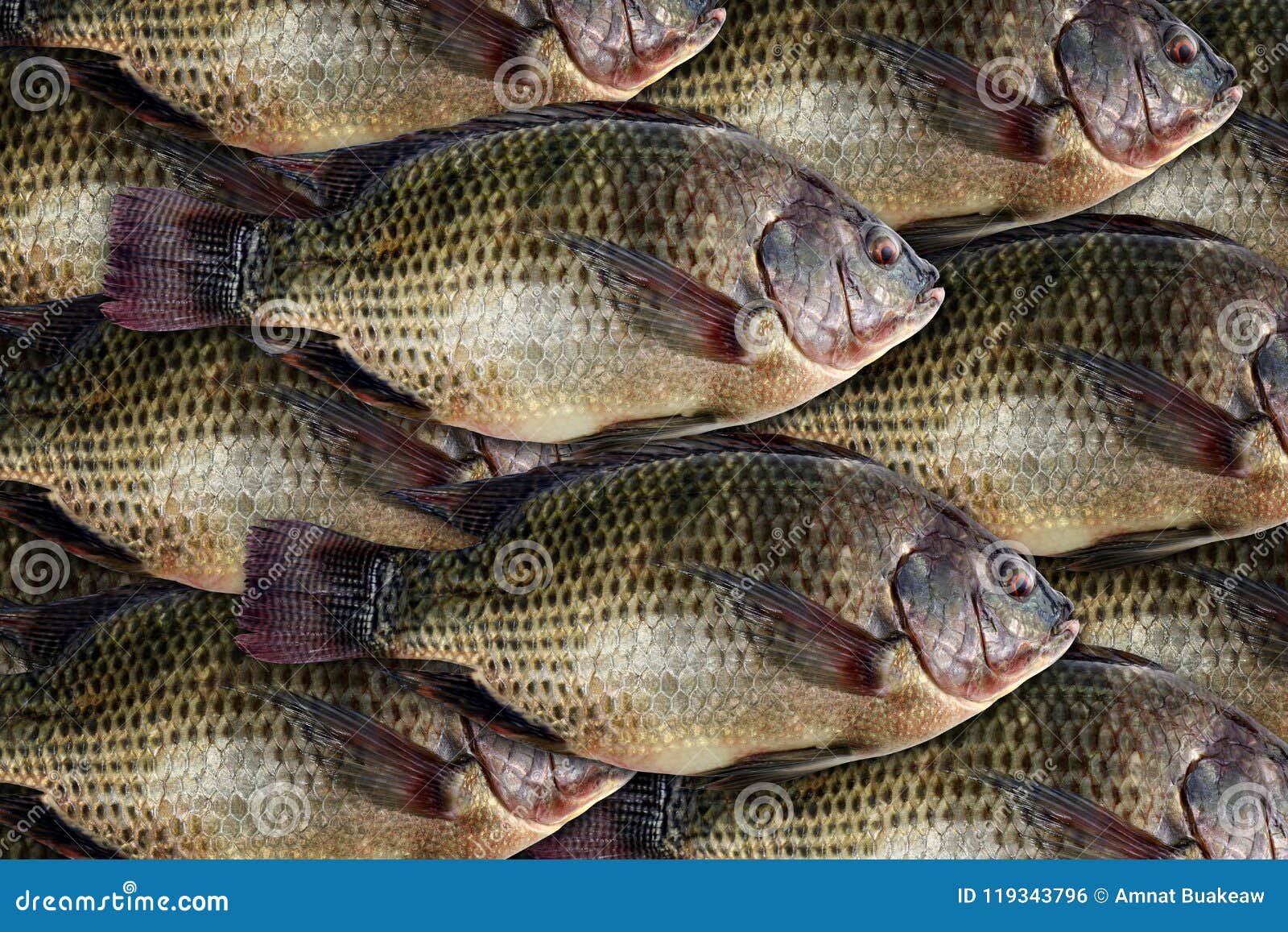 Fresh Nile Tilapia Fish Or Mango Fish Or Oreochromis Niloticus On Iced ...