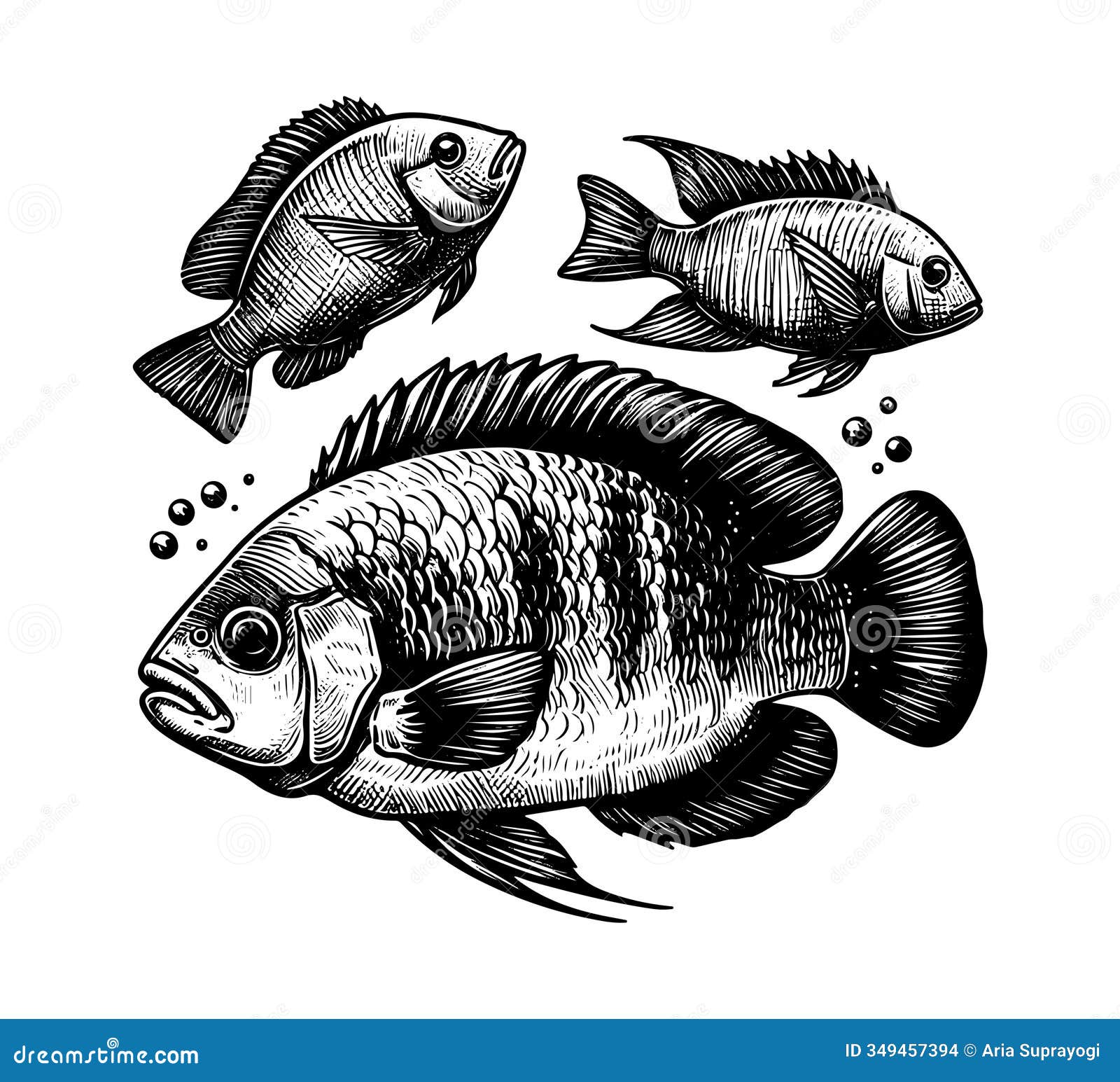 Tilapia Hand Drawn Vector Vintage Stock Illustration - Illustration of ...