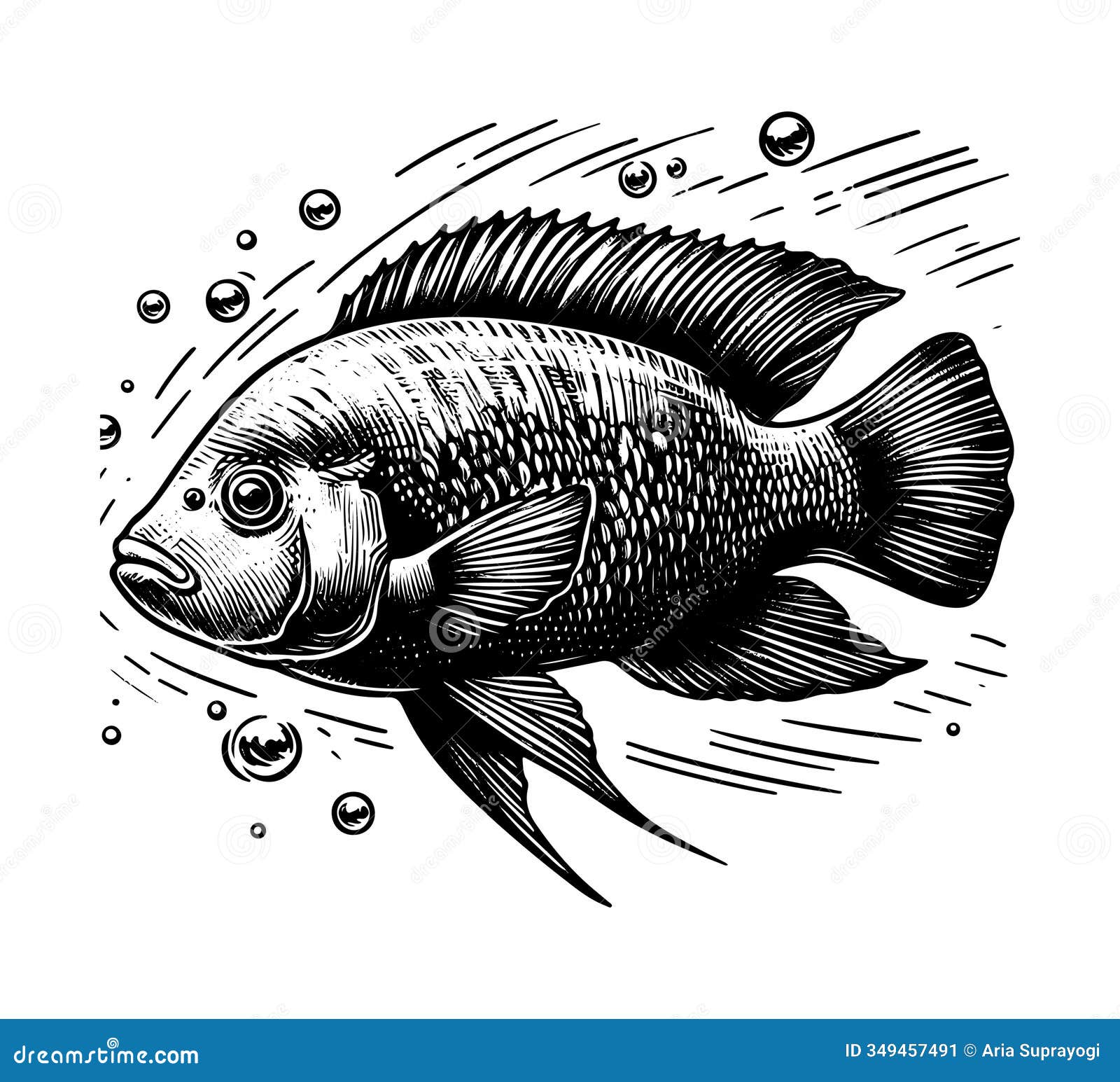 Tilapia Hand Drawn Vector Vintage Stock Illustration - Illustration of ...