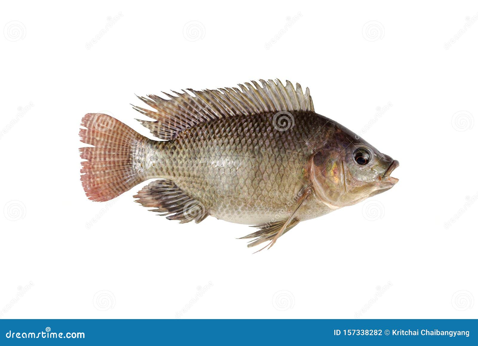 Tilapia Isolated on White Background Stock Photo - Image of food ...