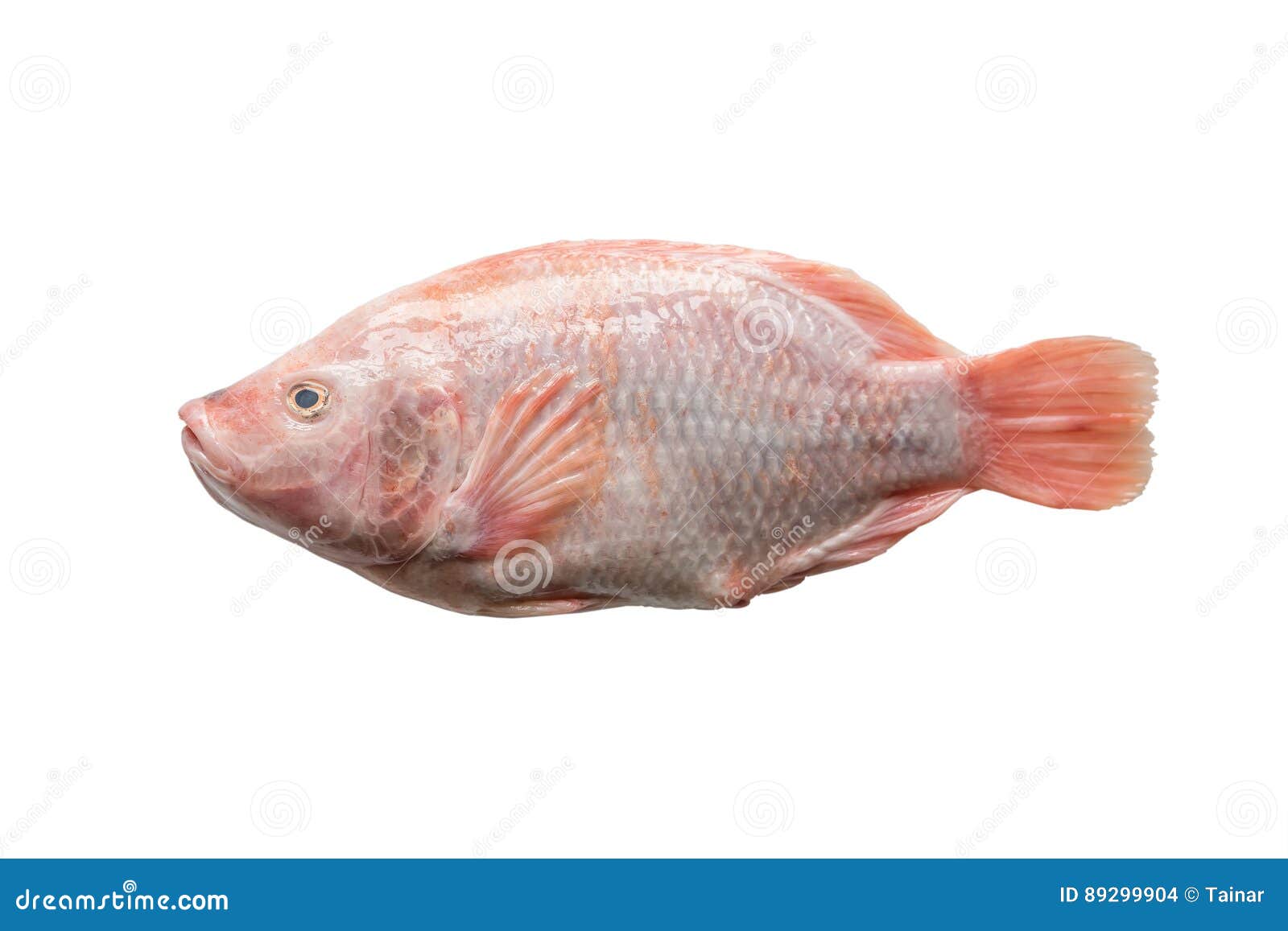 Tilapia Isolated on White Background Stock Photo - Image of tail, macro ...