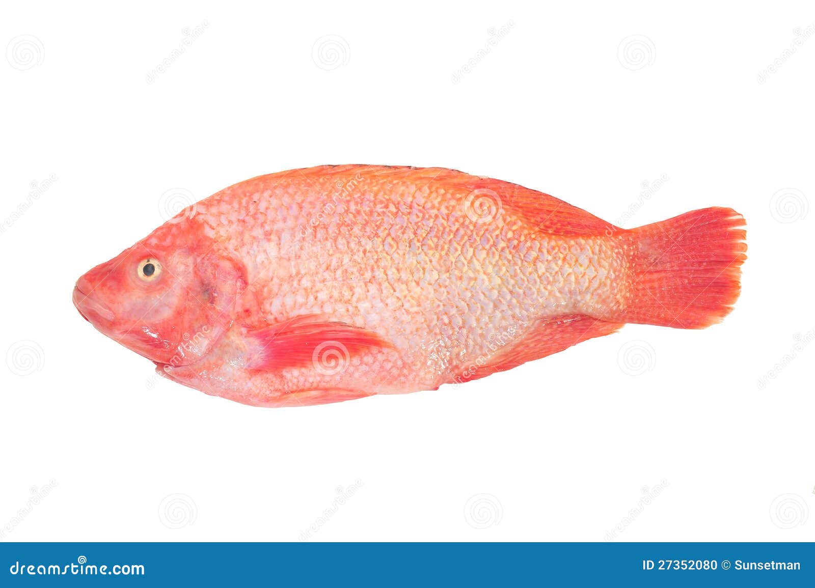 Tilapia Roja Foto de archivo - Imagen: 27352080