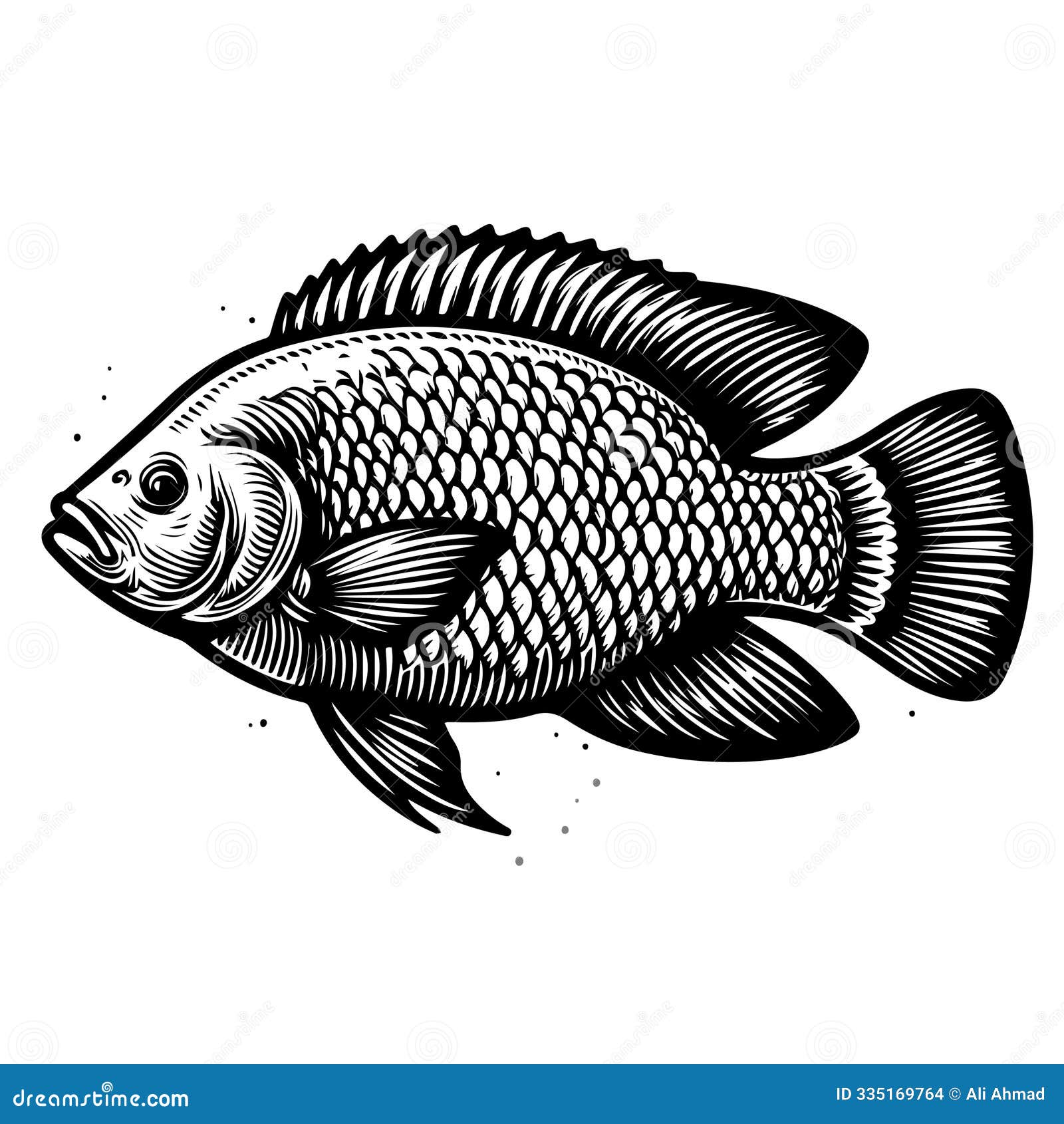 Tilapia Vector Illustration, Free Download Tilapia Fish, Realistic ... Tilapia Vector Illustration, Free Download Tilapia Fish, Realistic ...