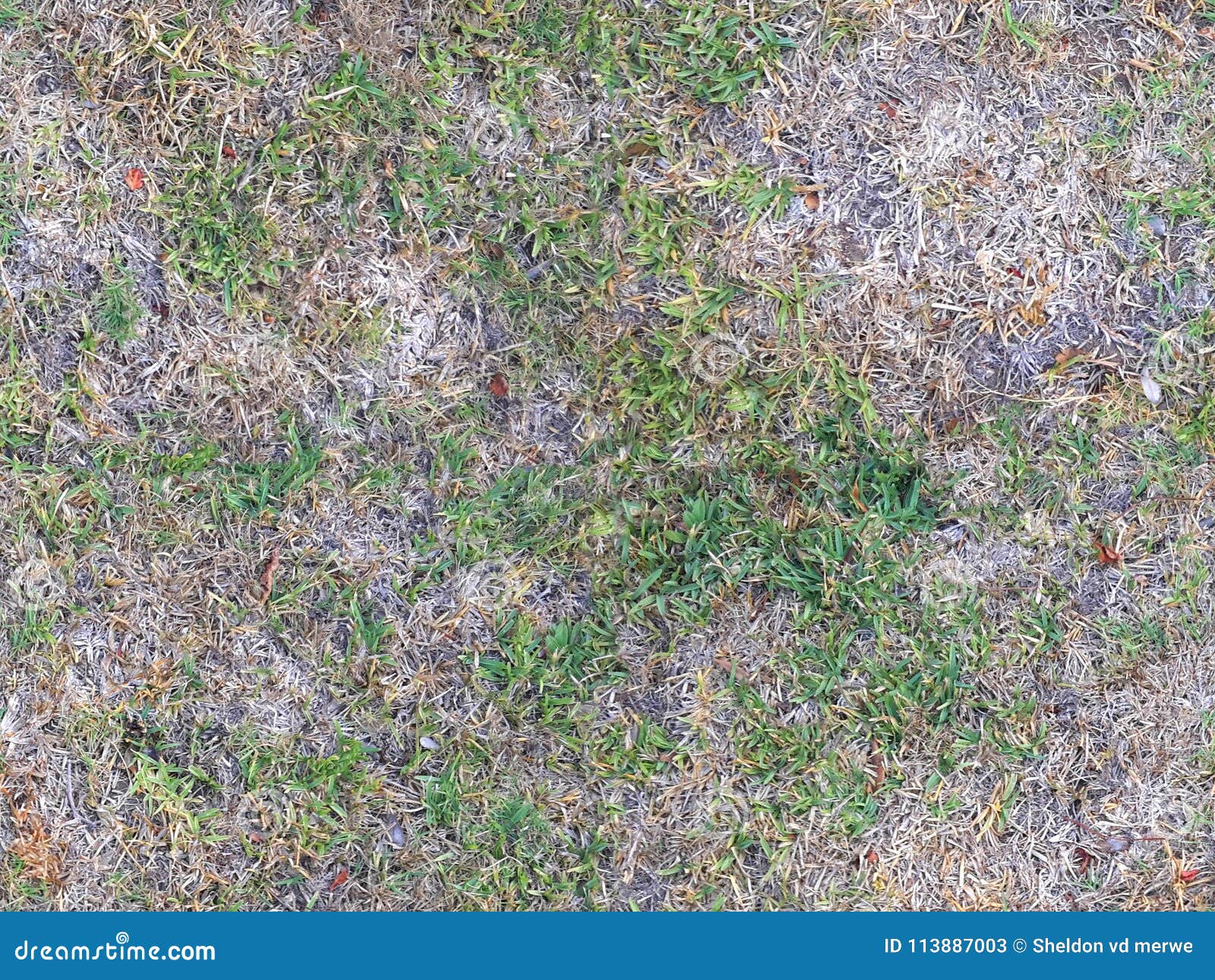 Tileable grass stock image. Image of seamless, artwork - 113887003