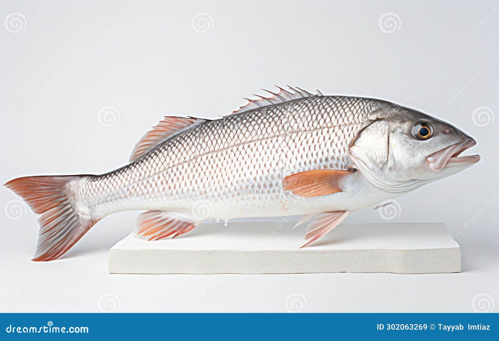Tilefish Isolated On Transparent Background. Royalty-Free Stock Image ...
