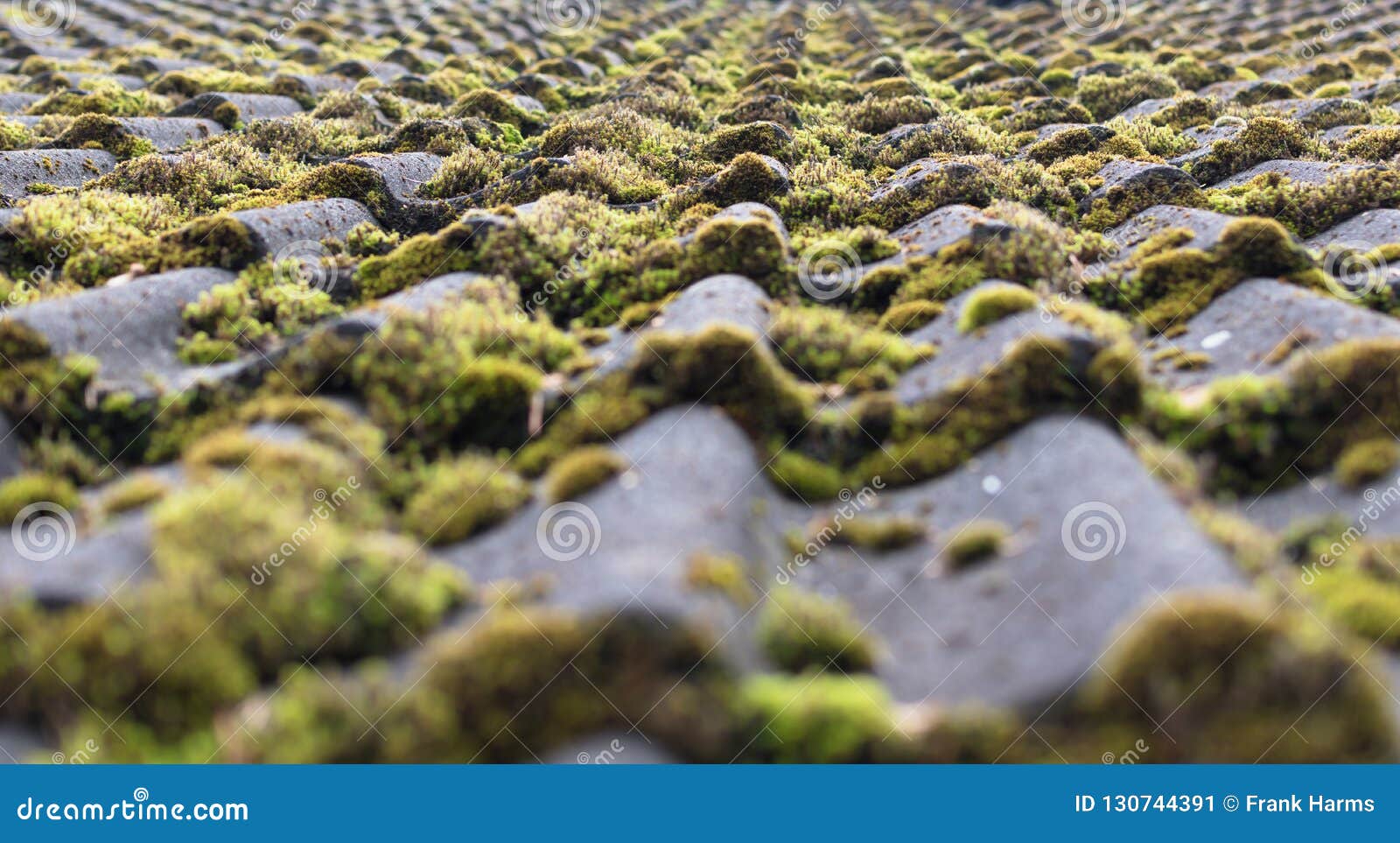 Tiles covered with moss stock image. Image of outdoor - 130744391