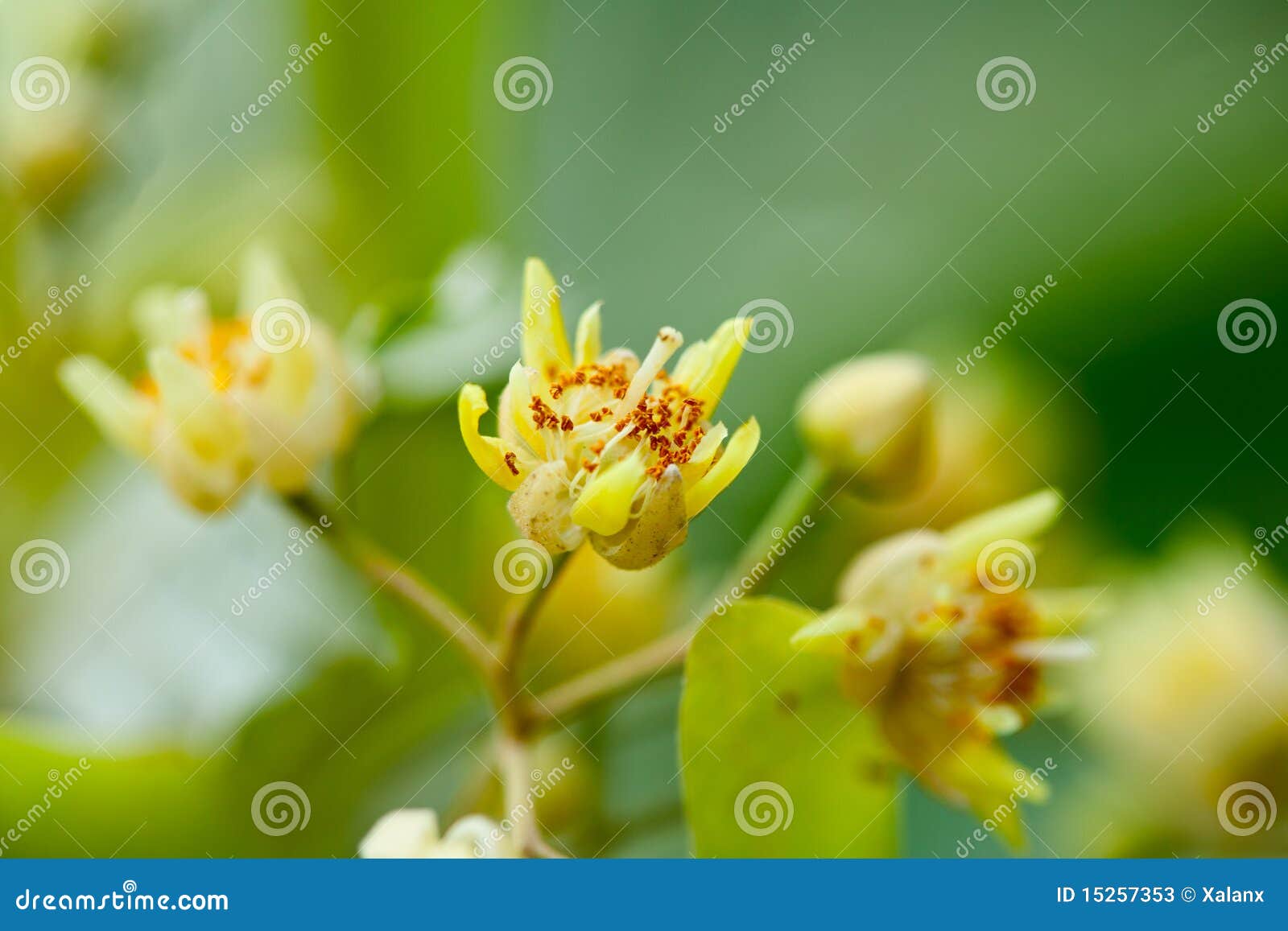 Tilia flowers stock image. Image of natural, blossom - 15257353