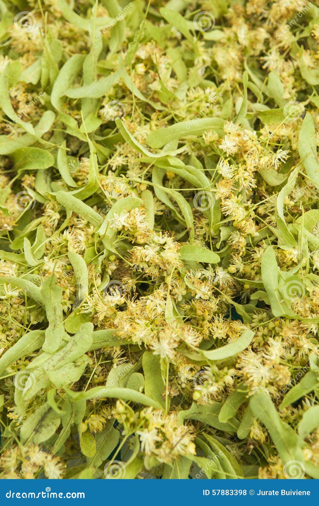 Tilia flowers stock photo. Image of aroma, fresh, nature - 57883398
