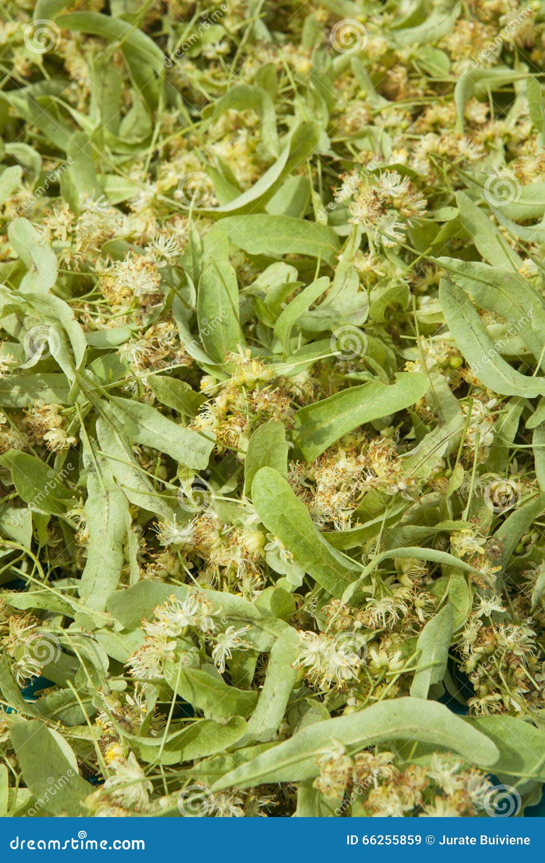 Tilia flowers stock image. Image of medicinal, freshness - 66255859