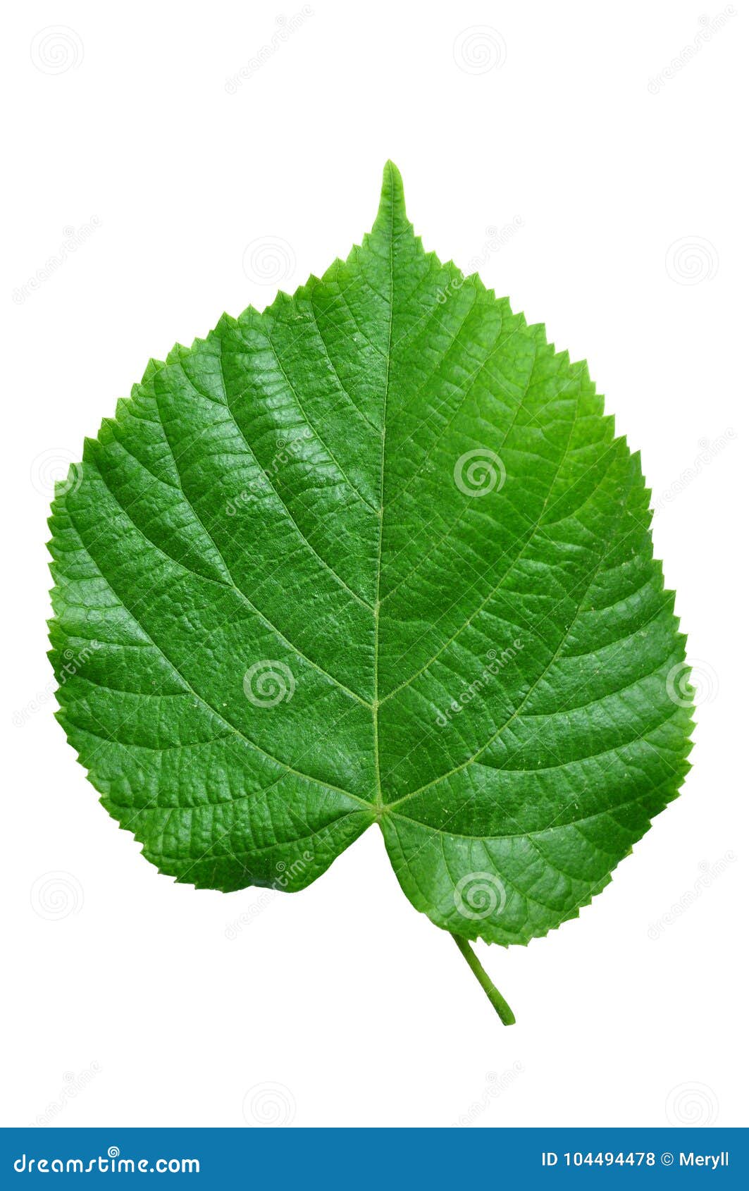 Tilia leaf stock photo. Image of structure, tilia, texture - 104494478