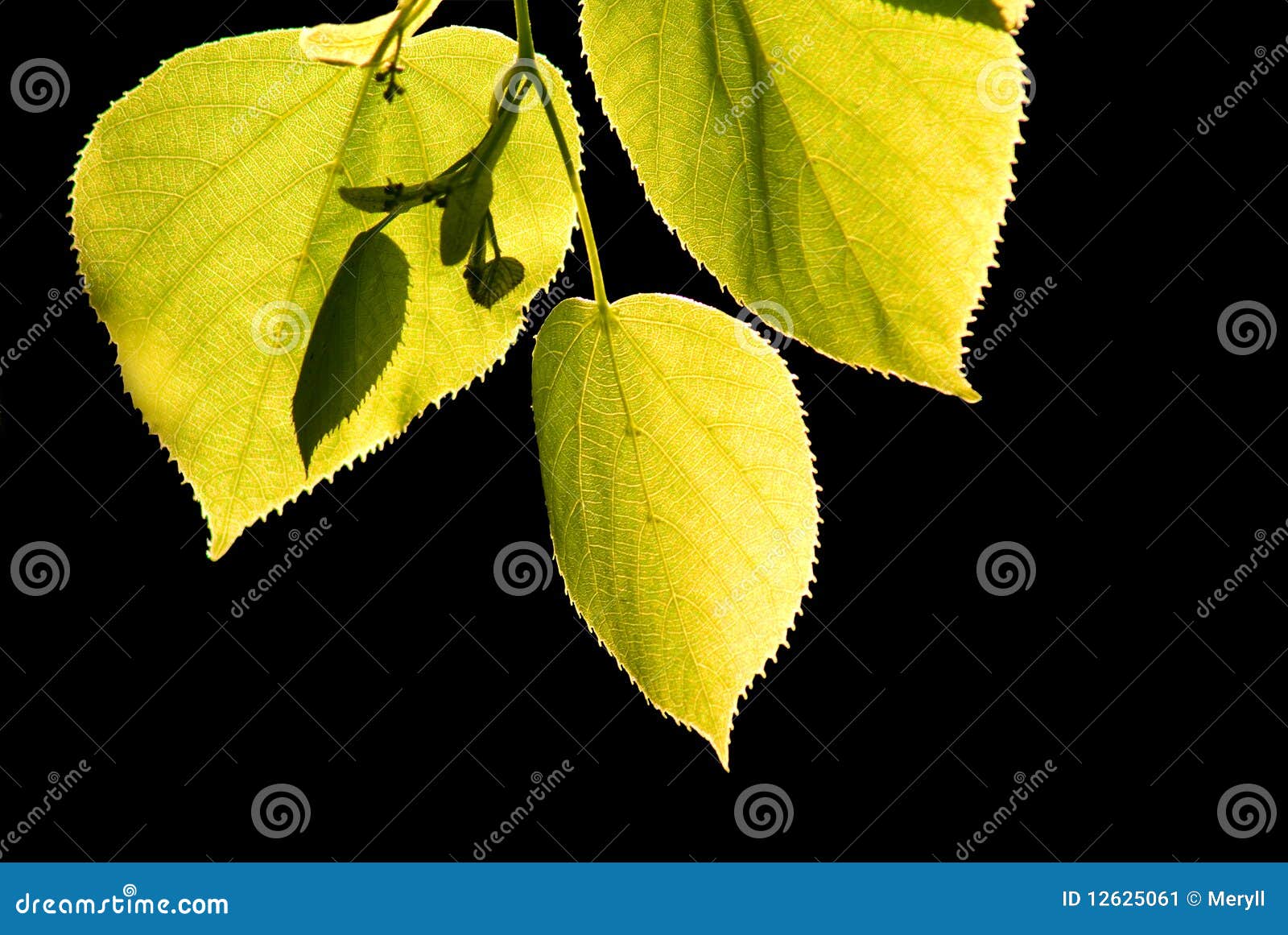 Tilia Linden Tree Leaves Isolated Stock Image - Image of environmental ...