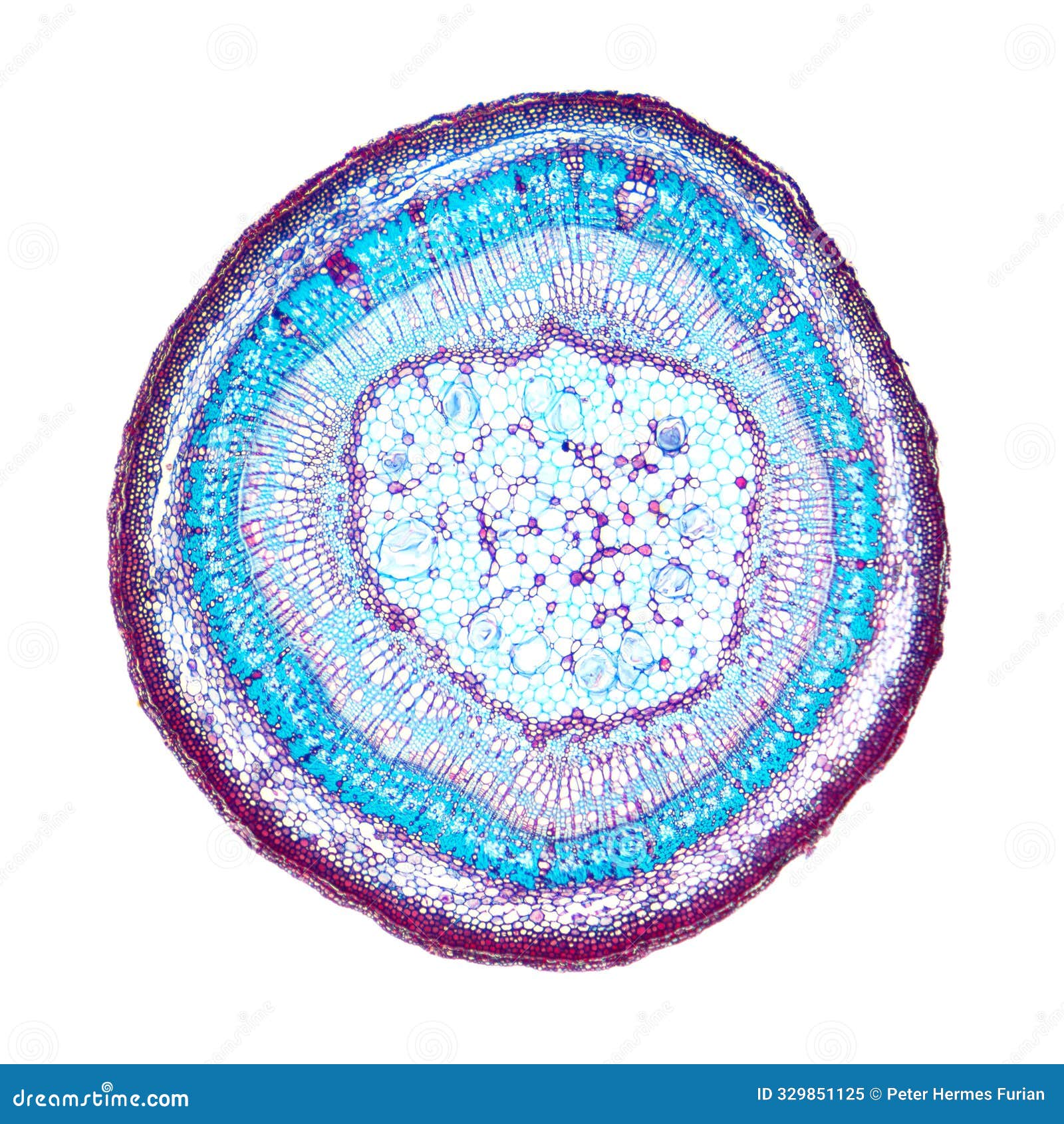 Light Micrograph Of A Kidney Stock Image | CartoonDealer.com #77848063