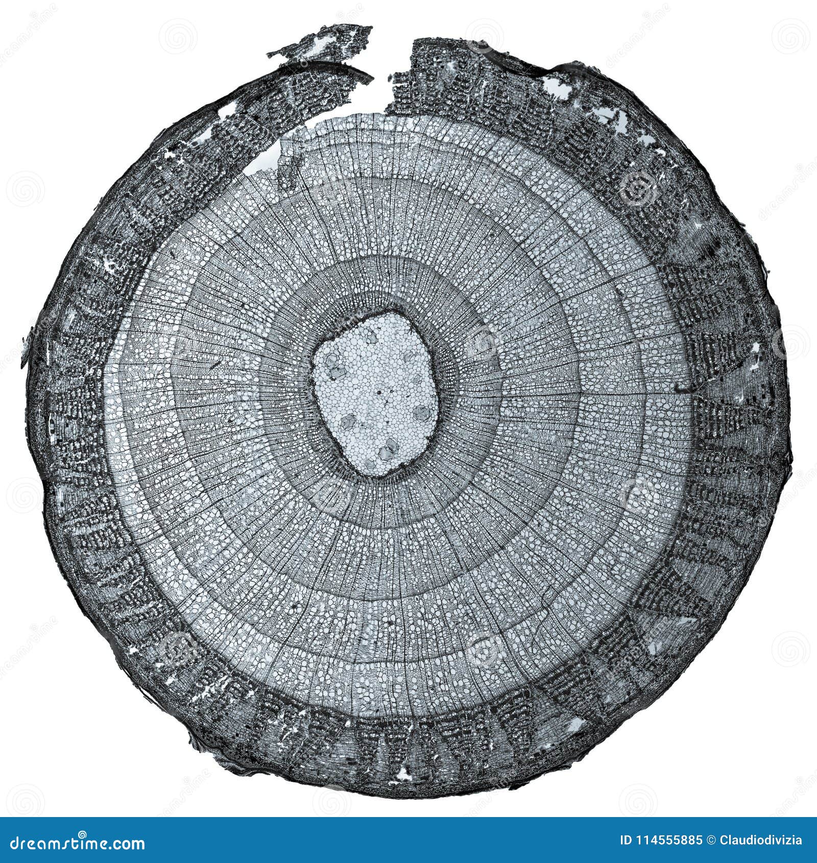 Tilia stem micrograph stock illustration. Illustration of science ...