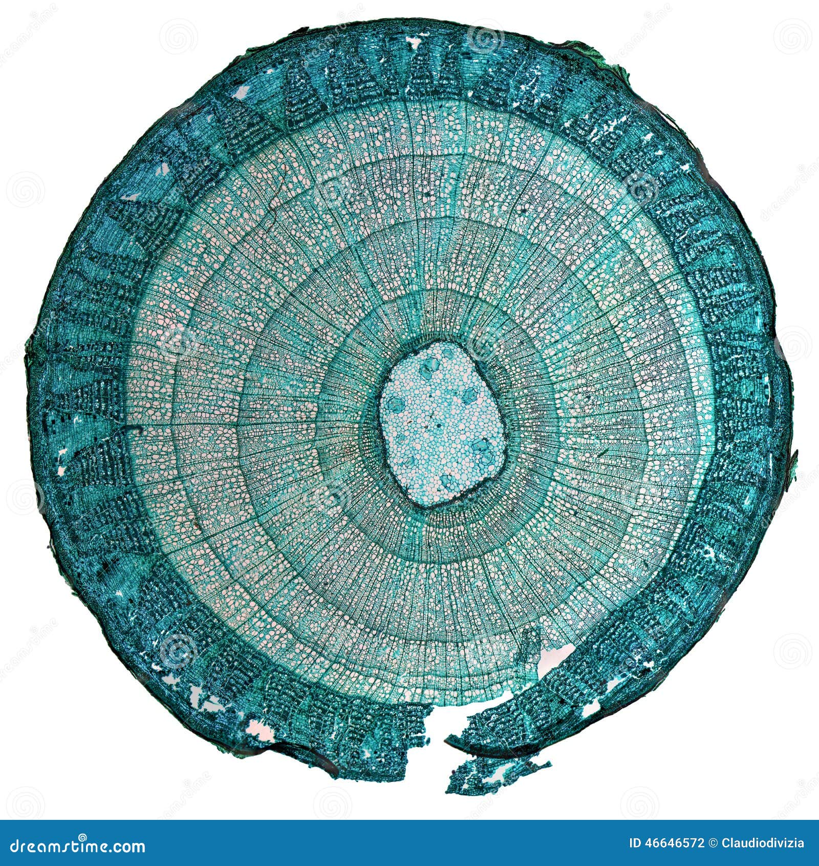 Tilia stem micrograph stock photo. Image of photomicrograph - 46646572