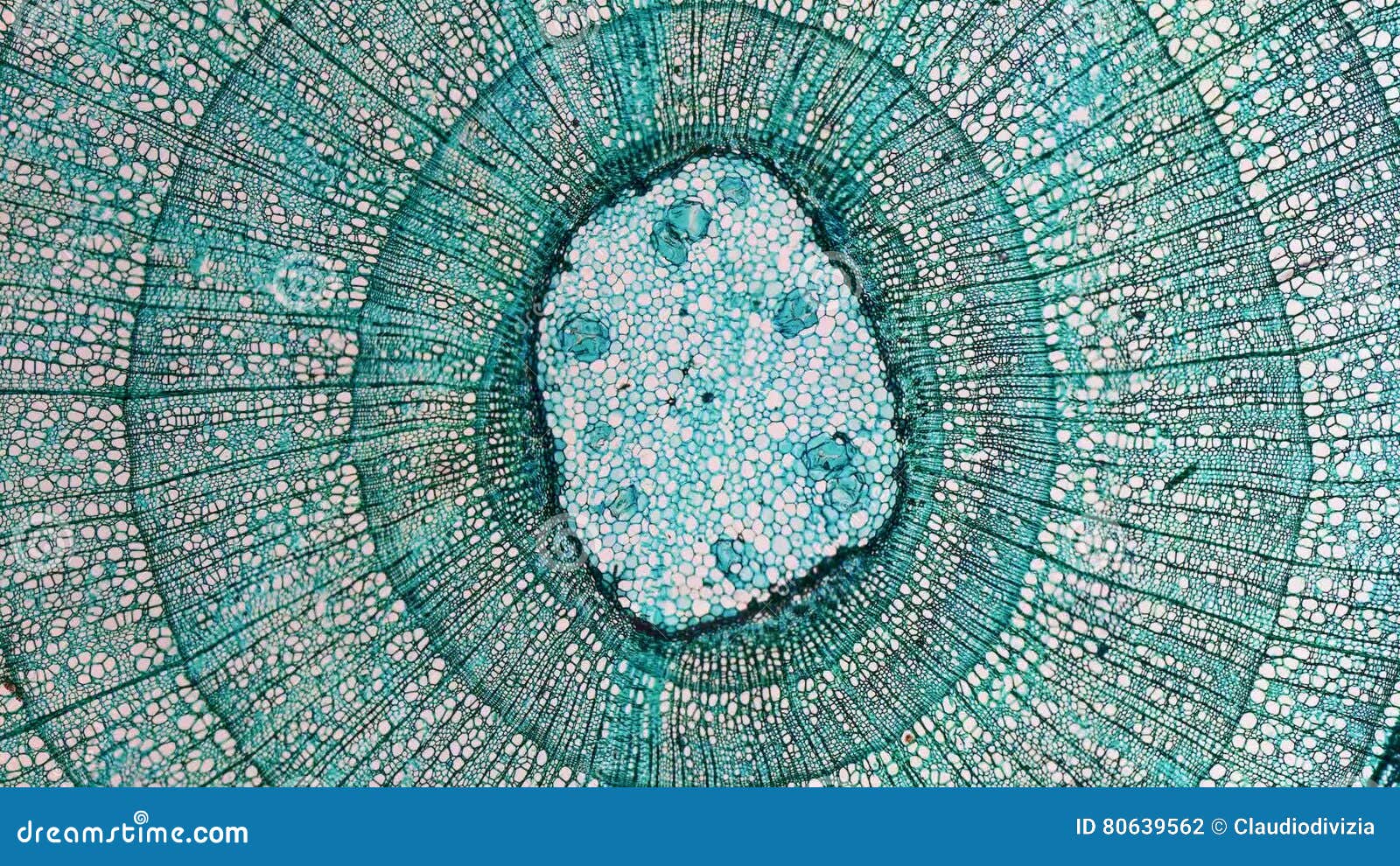 Tilia stem micrograph stock footage. Video of slides - 80639562