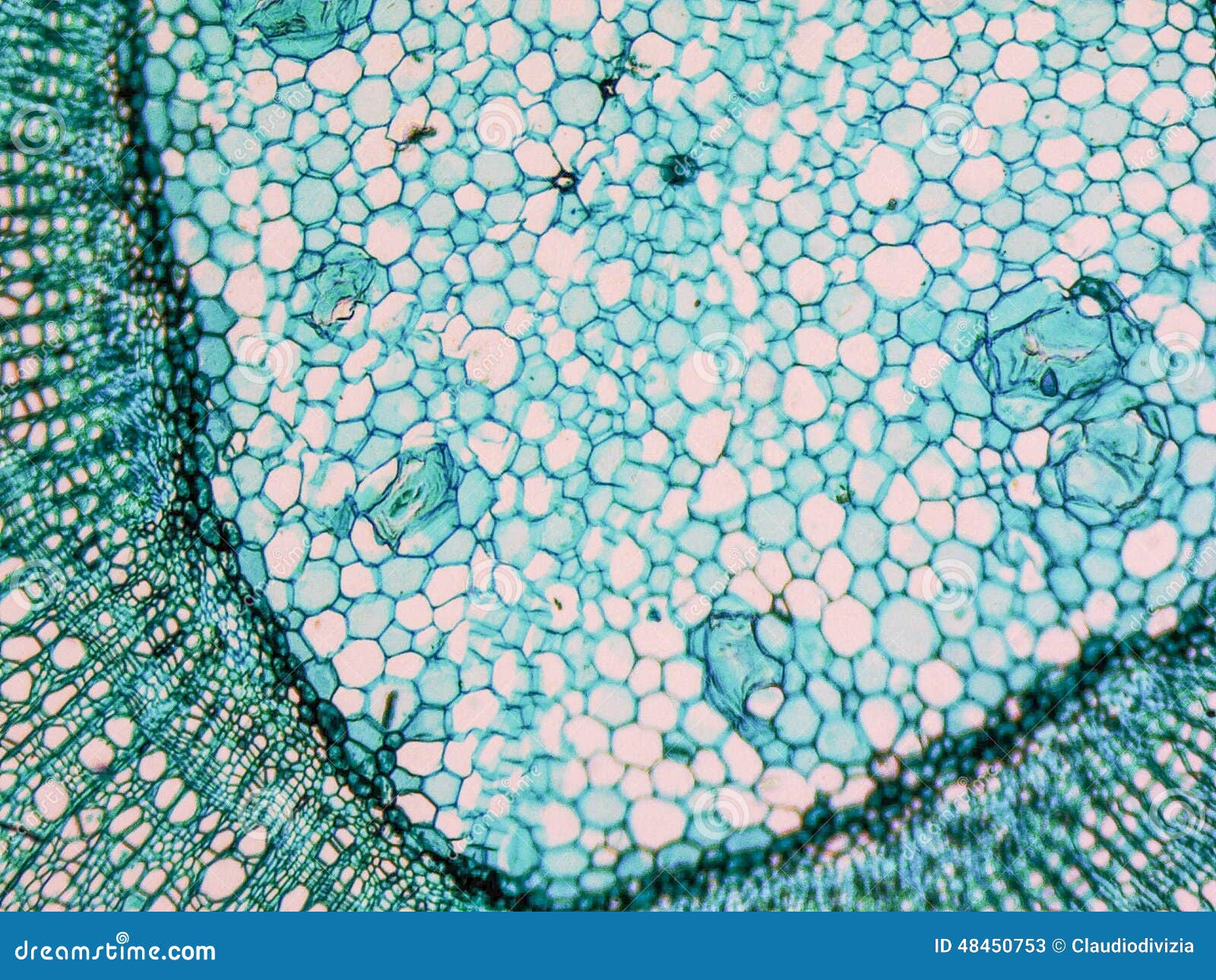 Tilia stem micrograph stock image. Image of micrograph - 48450753