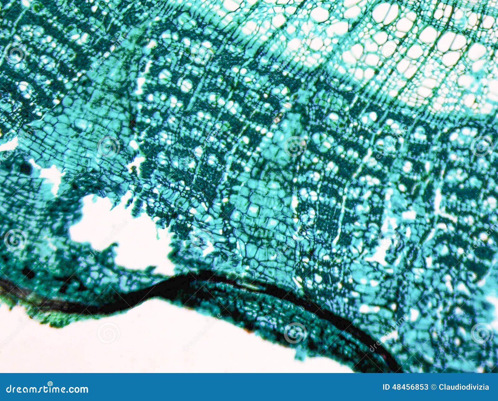 Tilia stem micrograph stock image. Image of tilia, cortex - 48456853