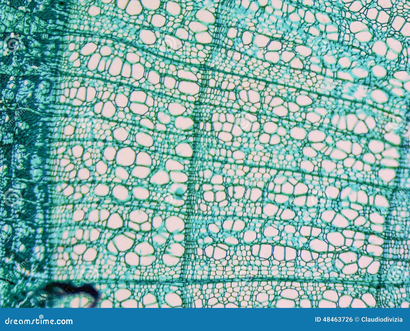 Tilia stem micrograph stock photo. Image of research - 48463726