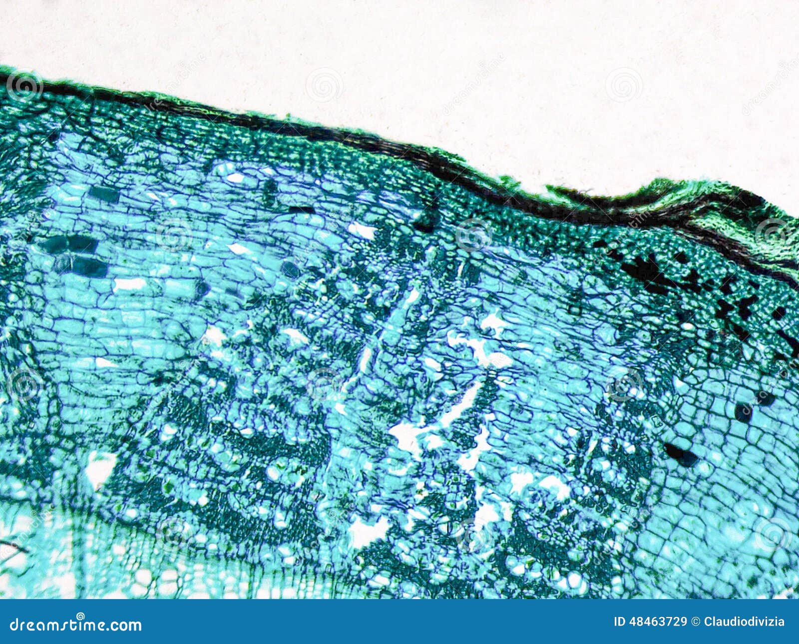 Tilia stem micrograph stock image. Image of microscope - 48463729